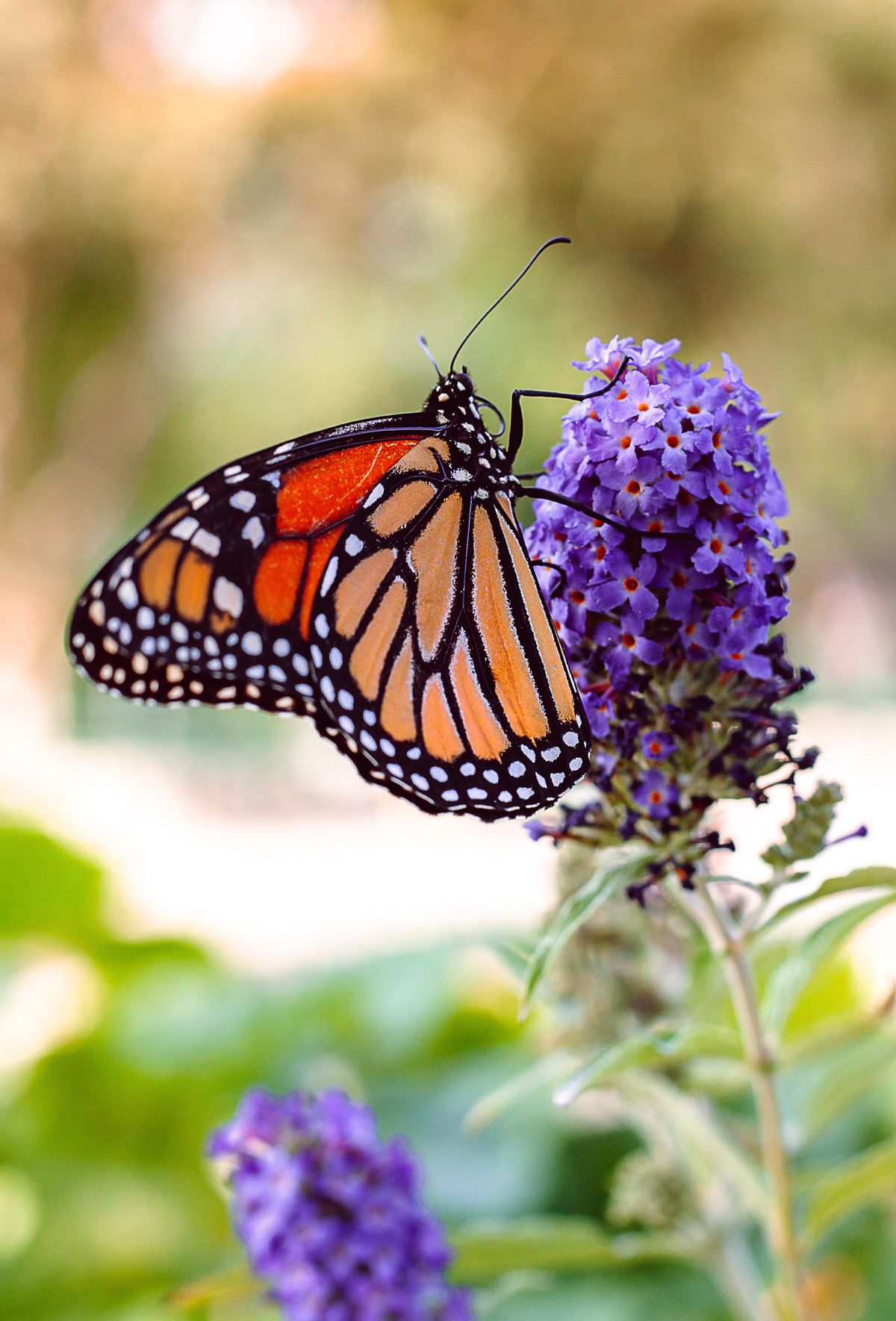Butterfly Cocoons Photos, Download The BEST Free Butterfly Cocoons ...