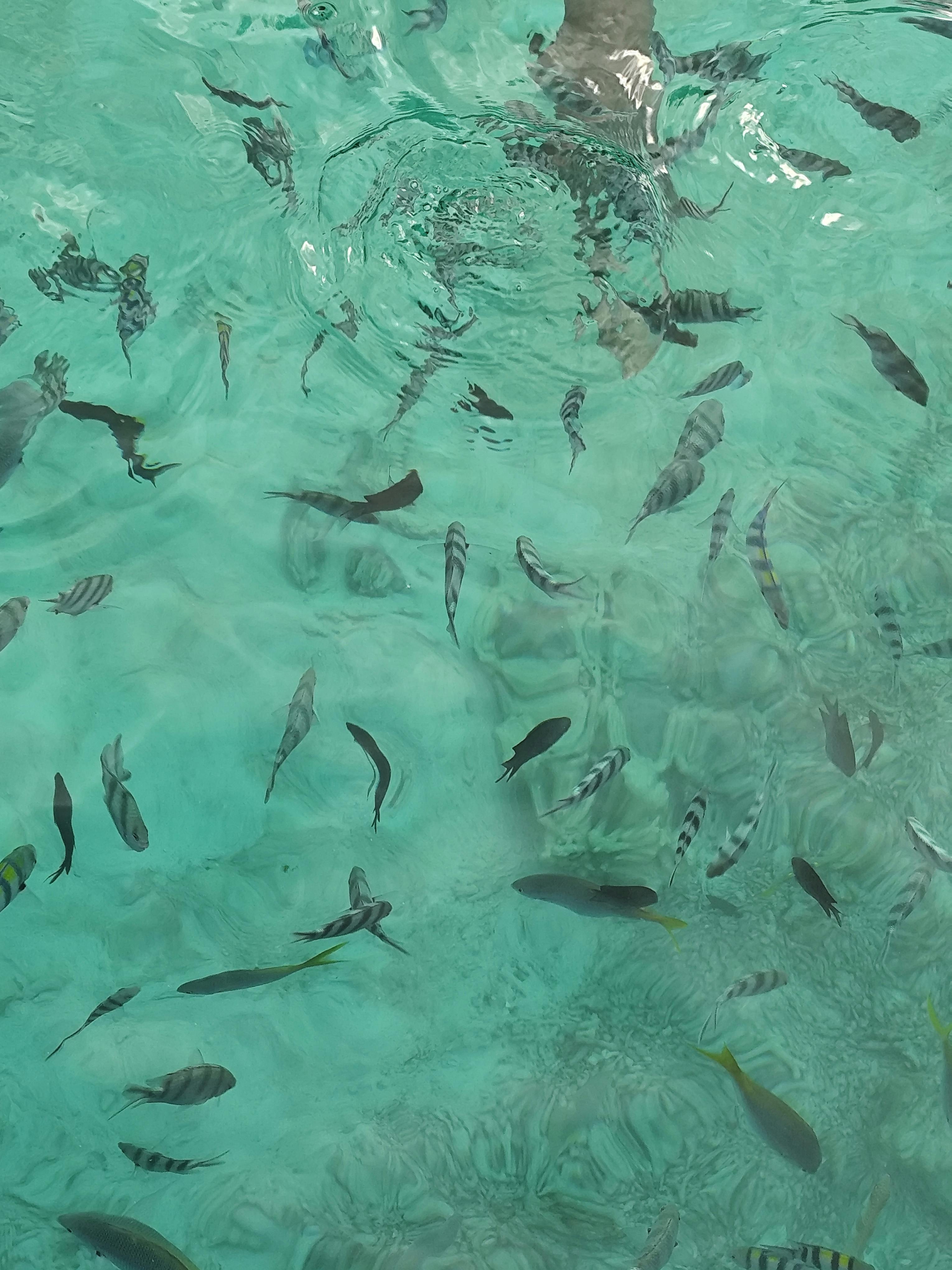 Fish On Sea Photos, Download The BEST Free Fish On Sea Stock Photos ...