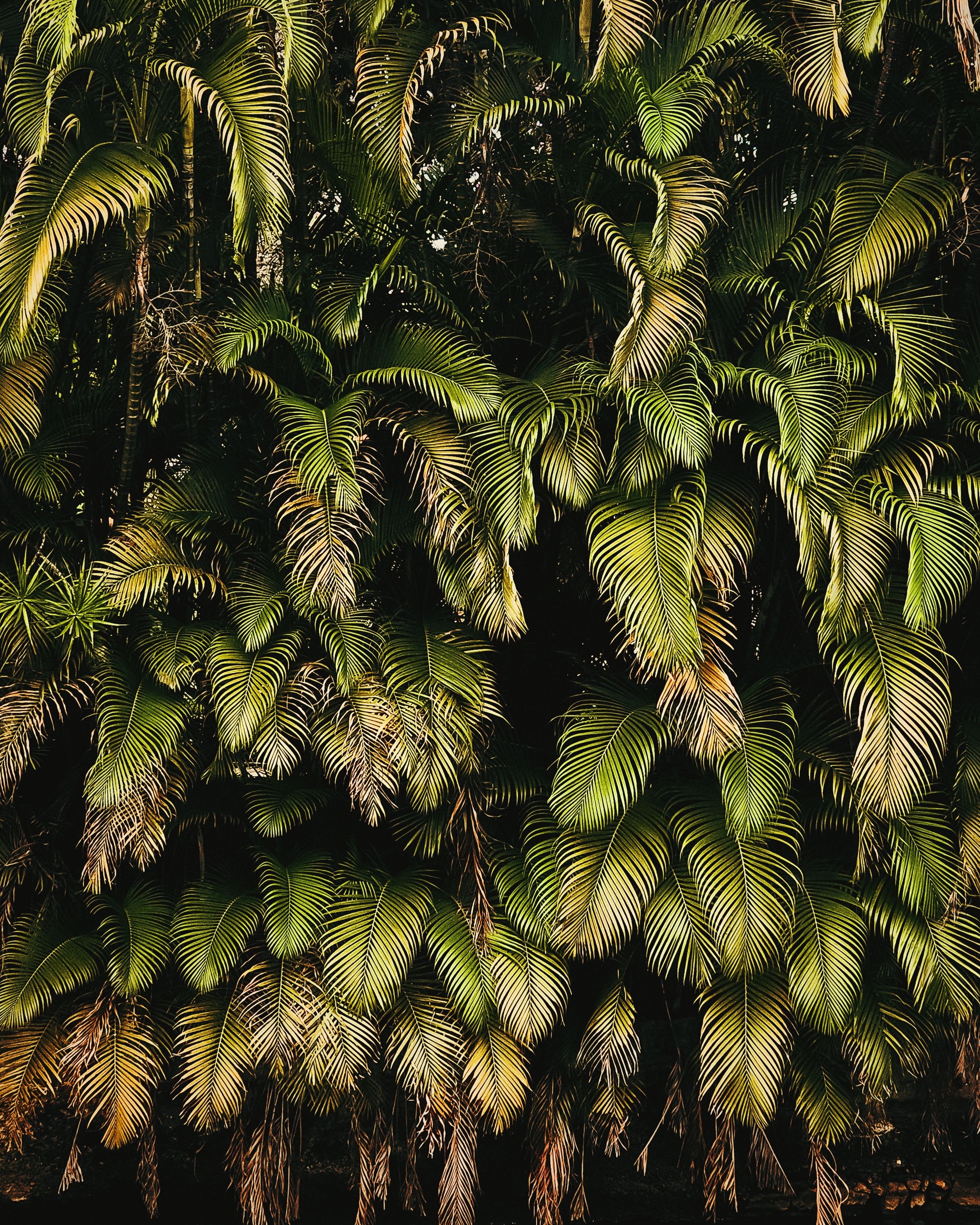 Lush Green Palm Leaves Tropical Foliage · Free Stock Photo