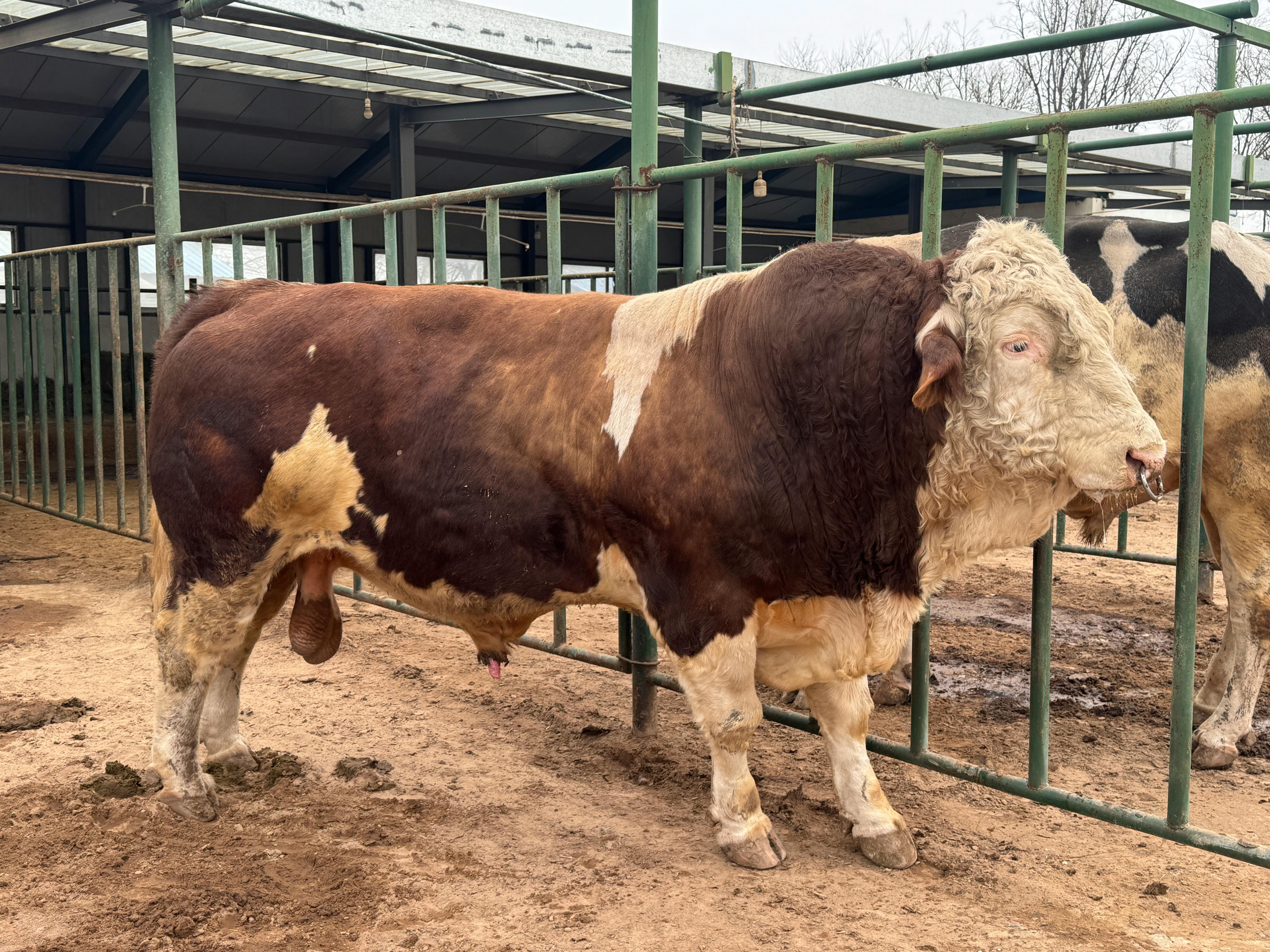 Beef Cattle Photos, Download The BEST Free Beef Cattle Stock Photos ...