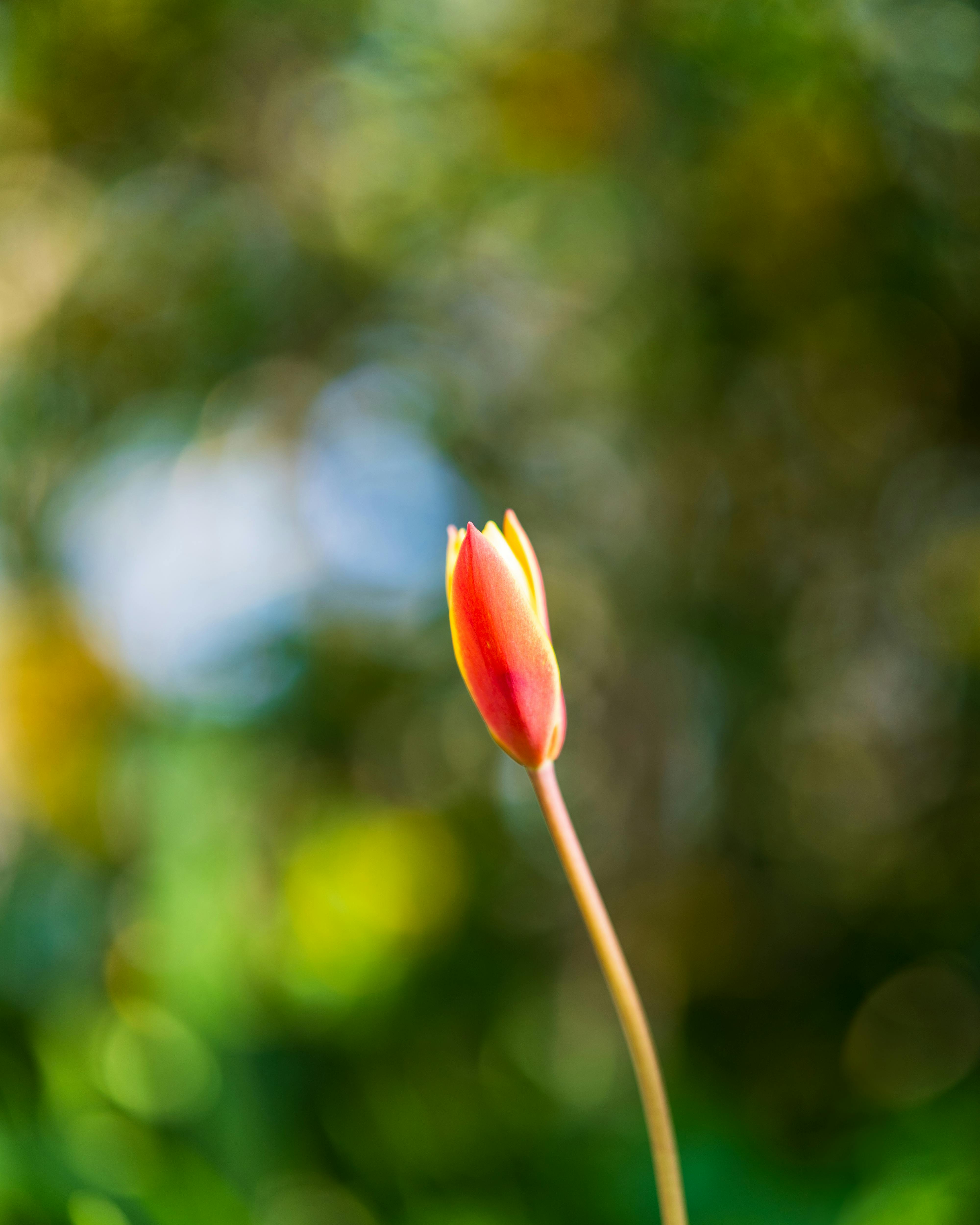 Close-up of a Single Bloom in Spring Garden · Free Stock Photo