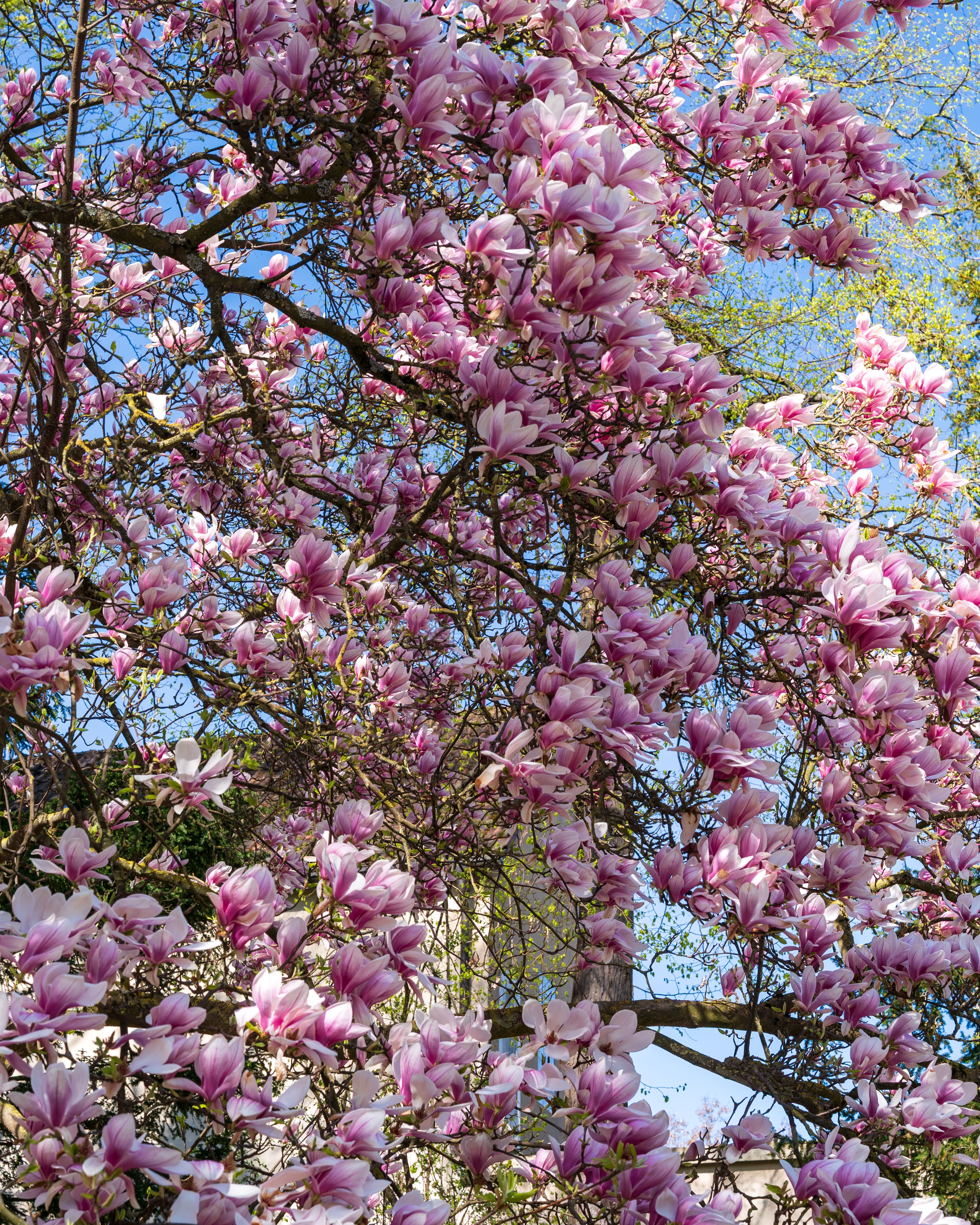 Magnolia Blossoms Against Blue Spring Sky · Free Stock Photo