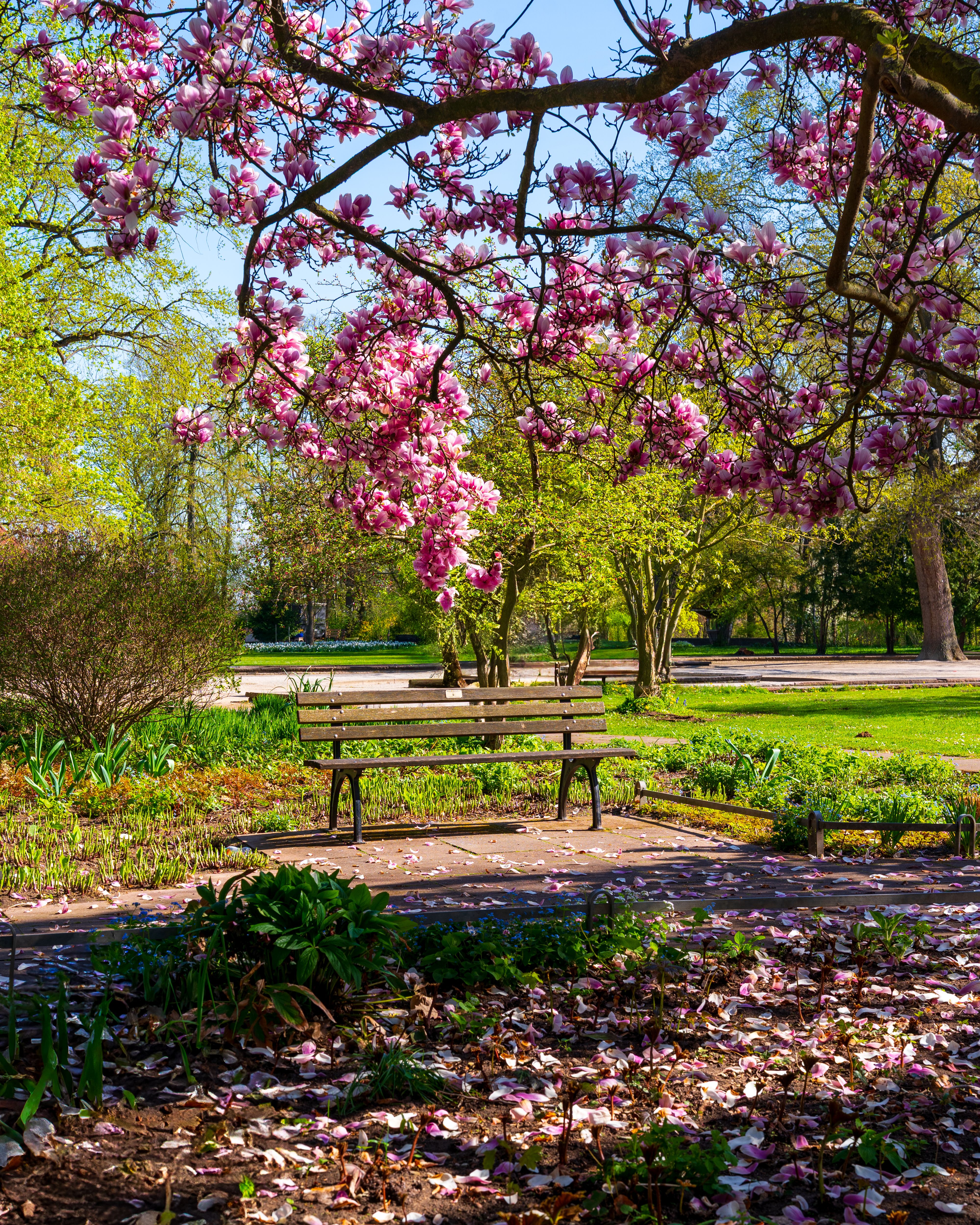Parque Primaveral Sereno Con Magnolias En Flor · Foto de stock gratuita