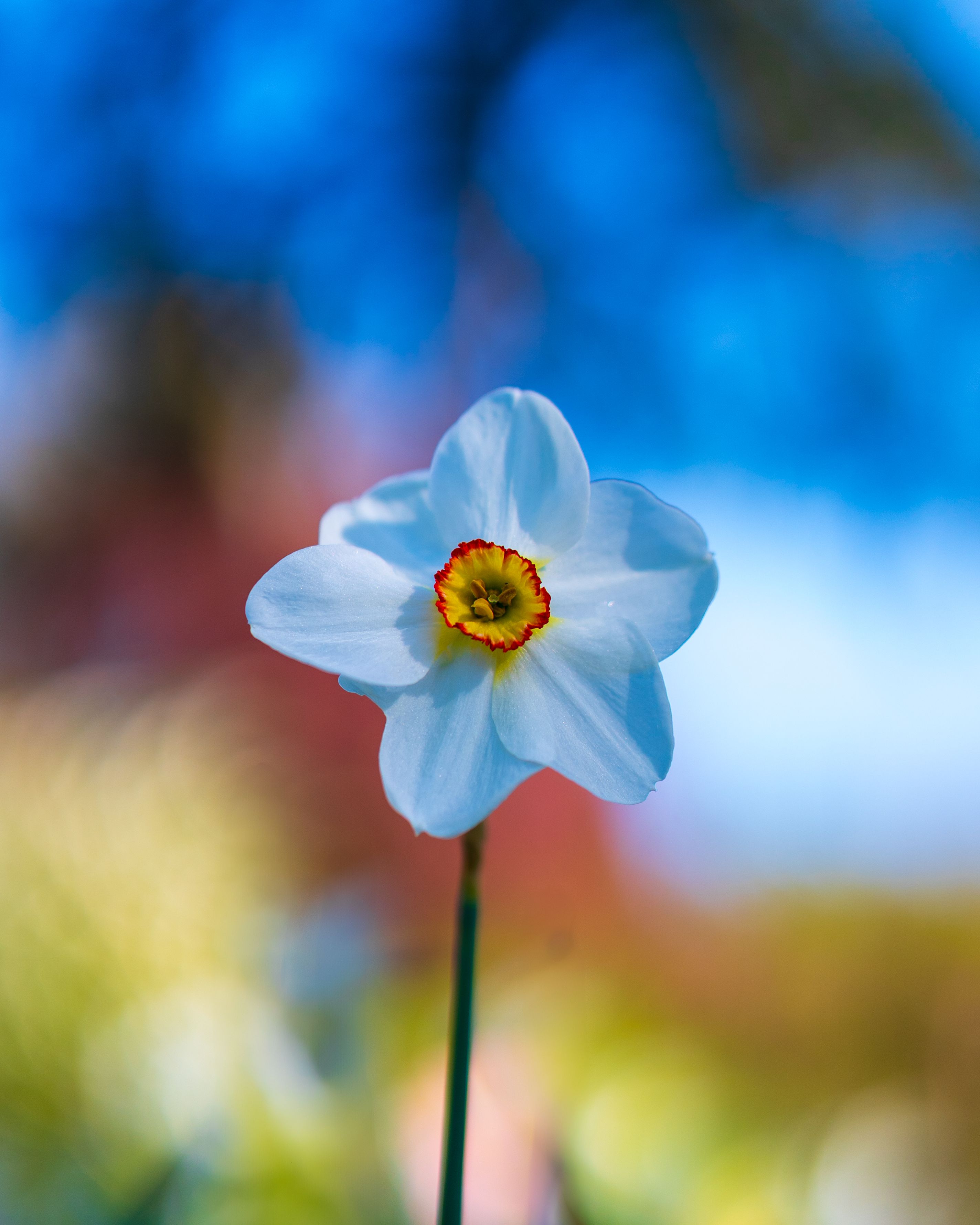 Close-up of a Daffodil in Bloom with Vibrant Background · Free Stock Photo