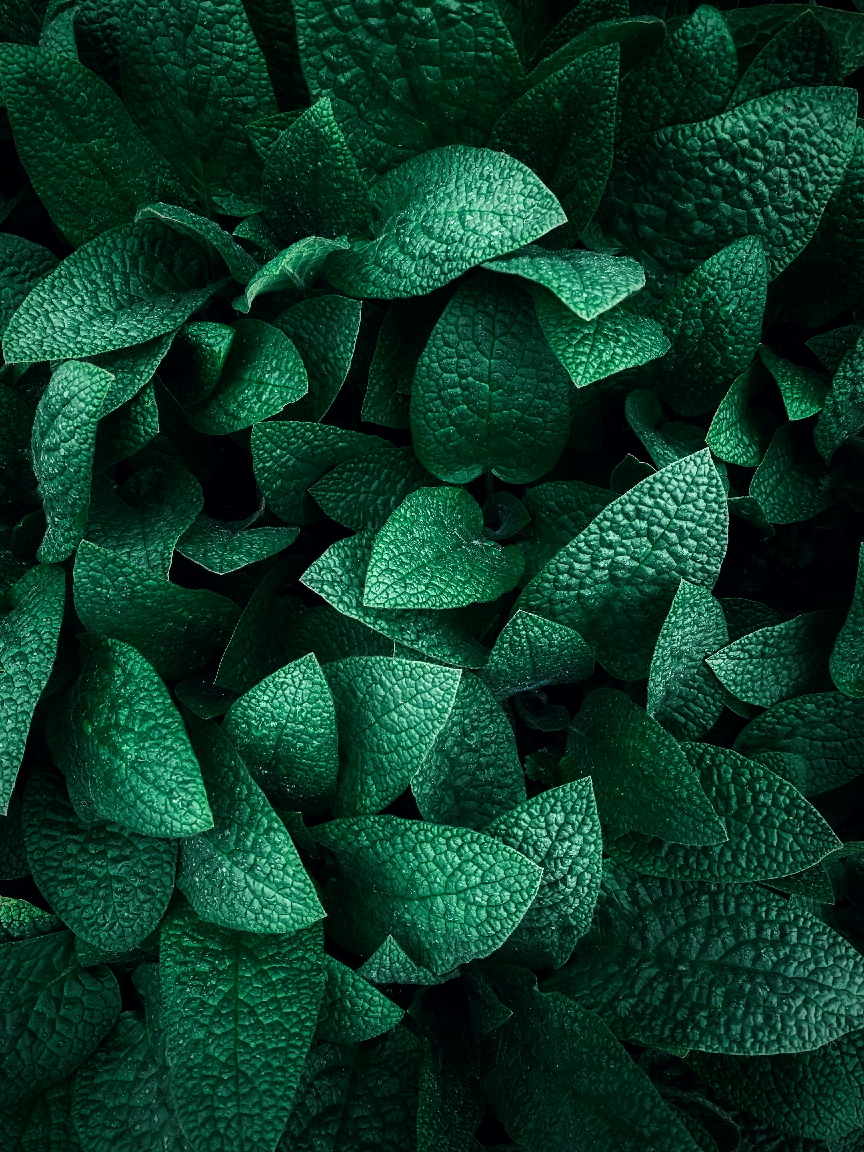 Lush Green Foliage Texture Close-Up · Free Stock Photo