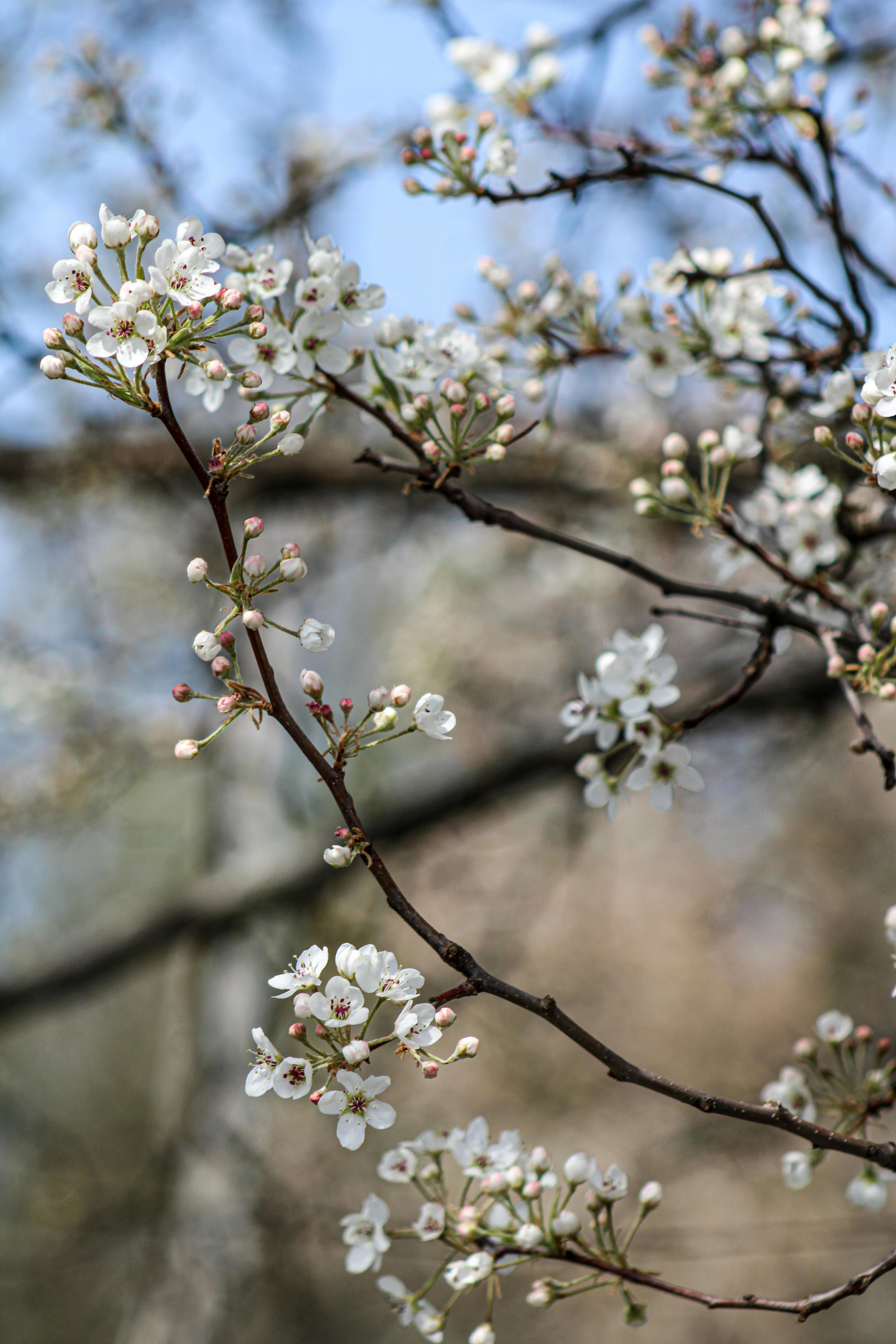 Nature Awaken Photos, Download The BEST Free Nature Awaken Stock Photos ...