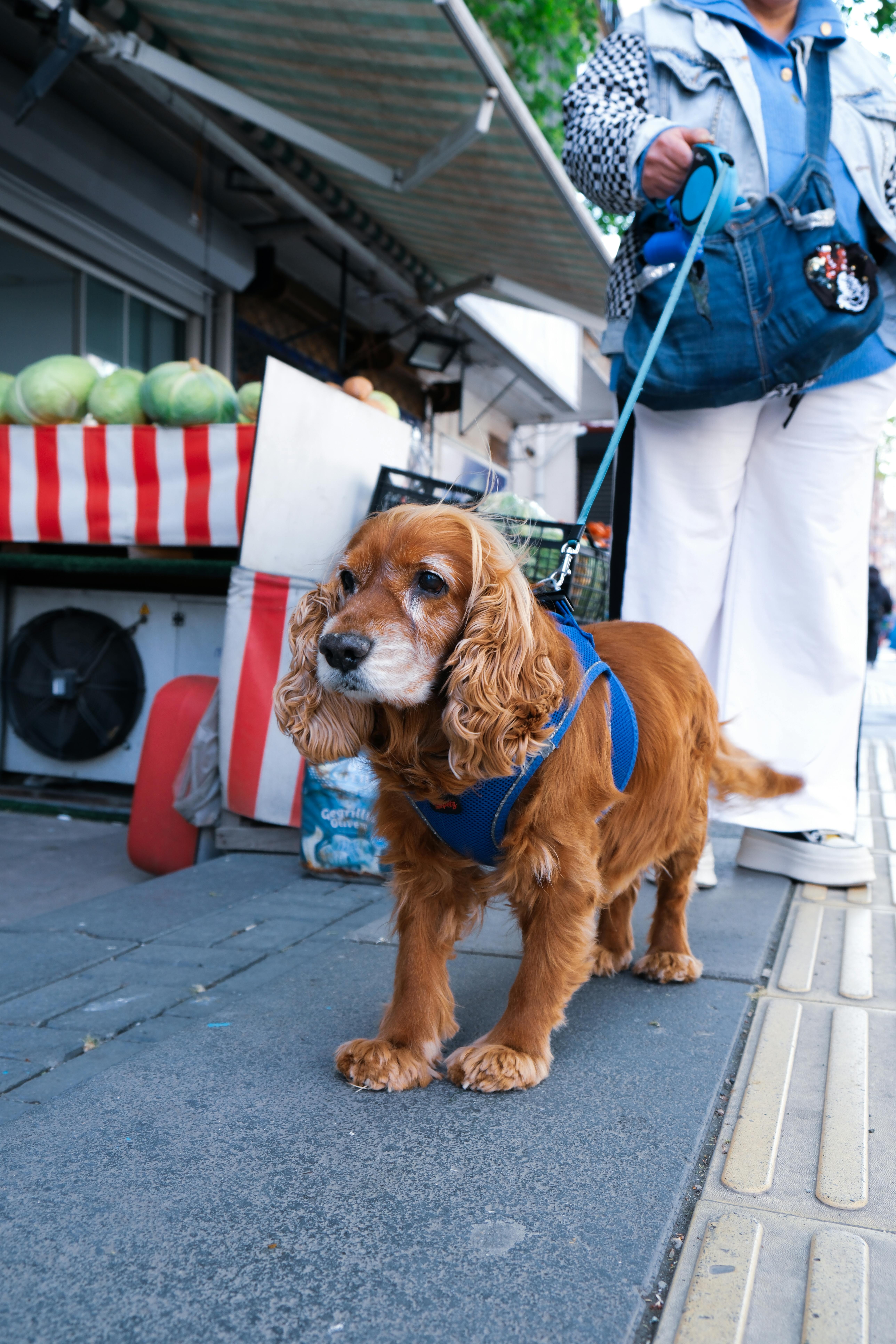 Stock Market Animals Photos, Download The BEST Free Stock Market ...