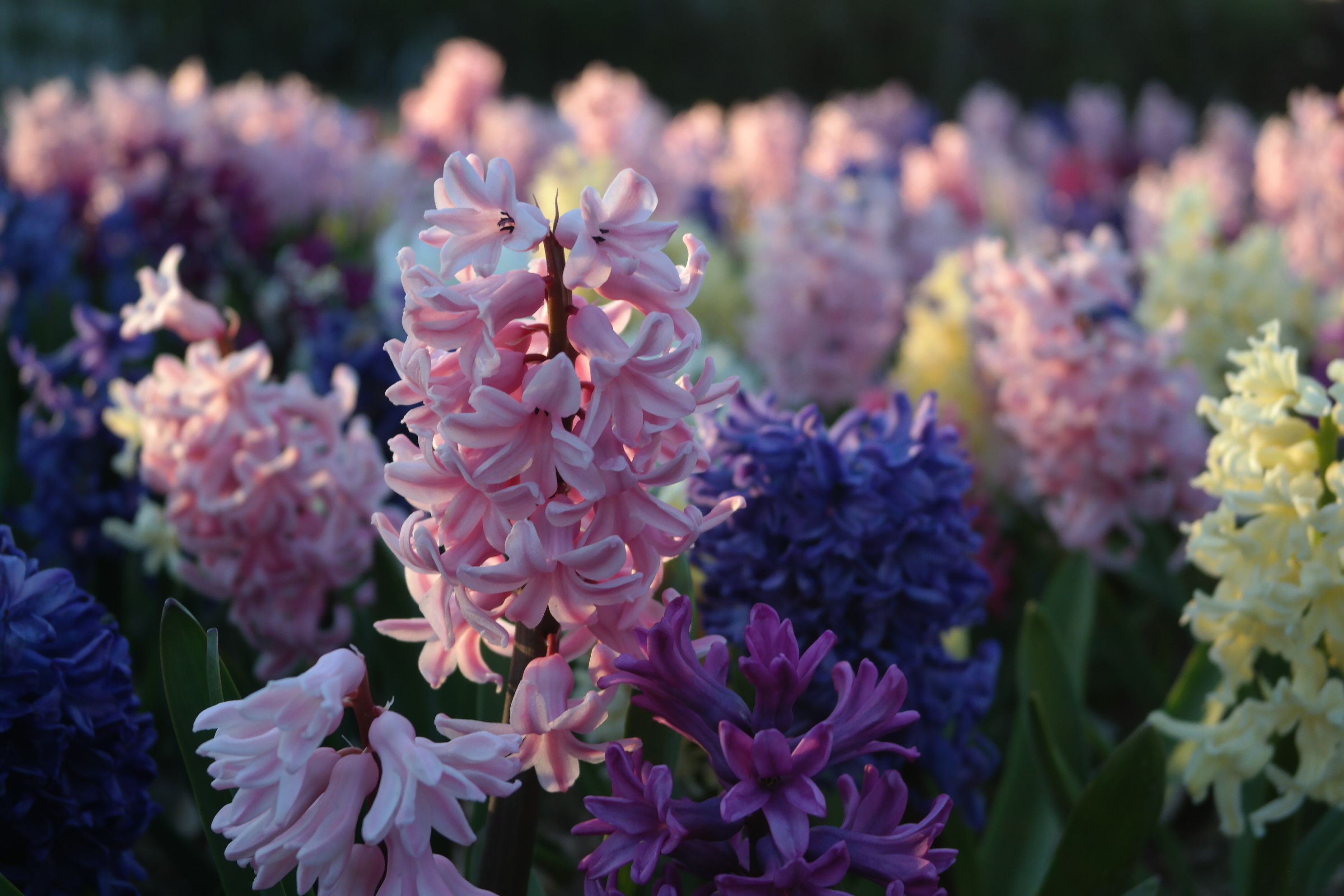 Vibrant Spring Hyacinth Flowers in Bloom · Free Stock Photo