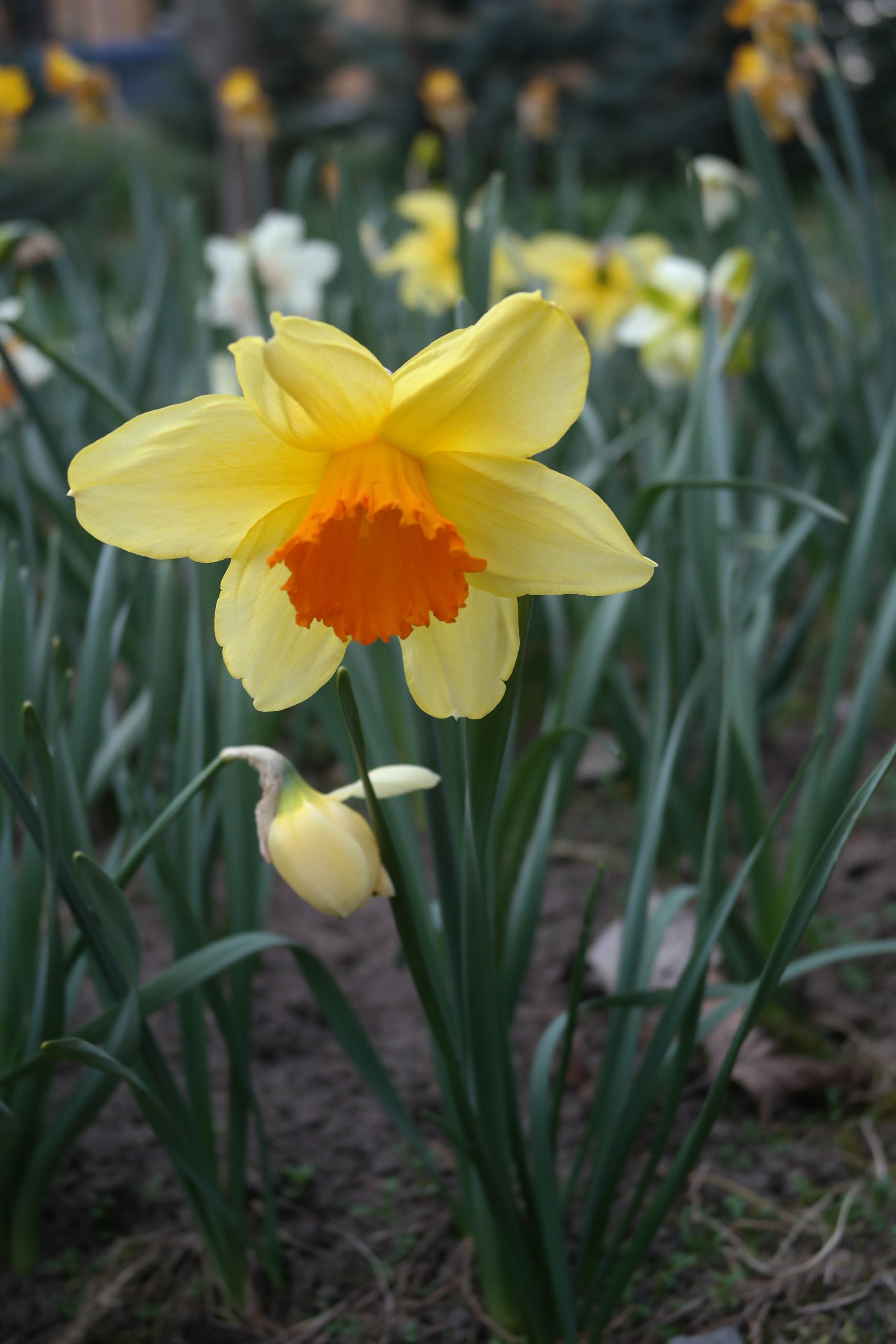 Vibrant Yellow Daffodil in Spring Bloom · Free Stock Photo