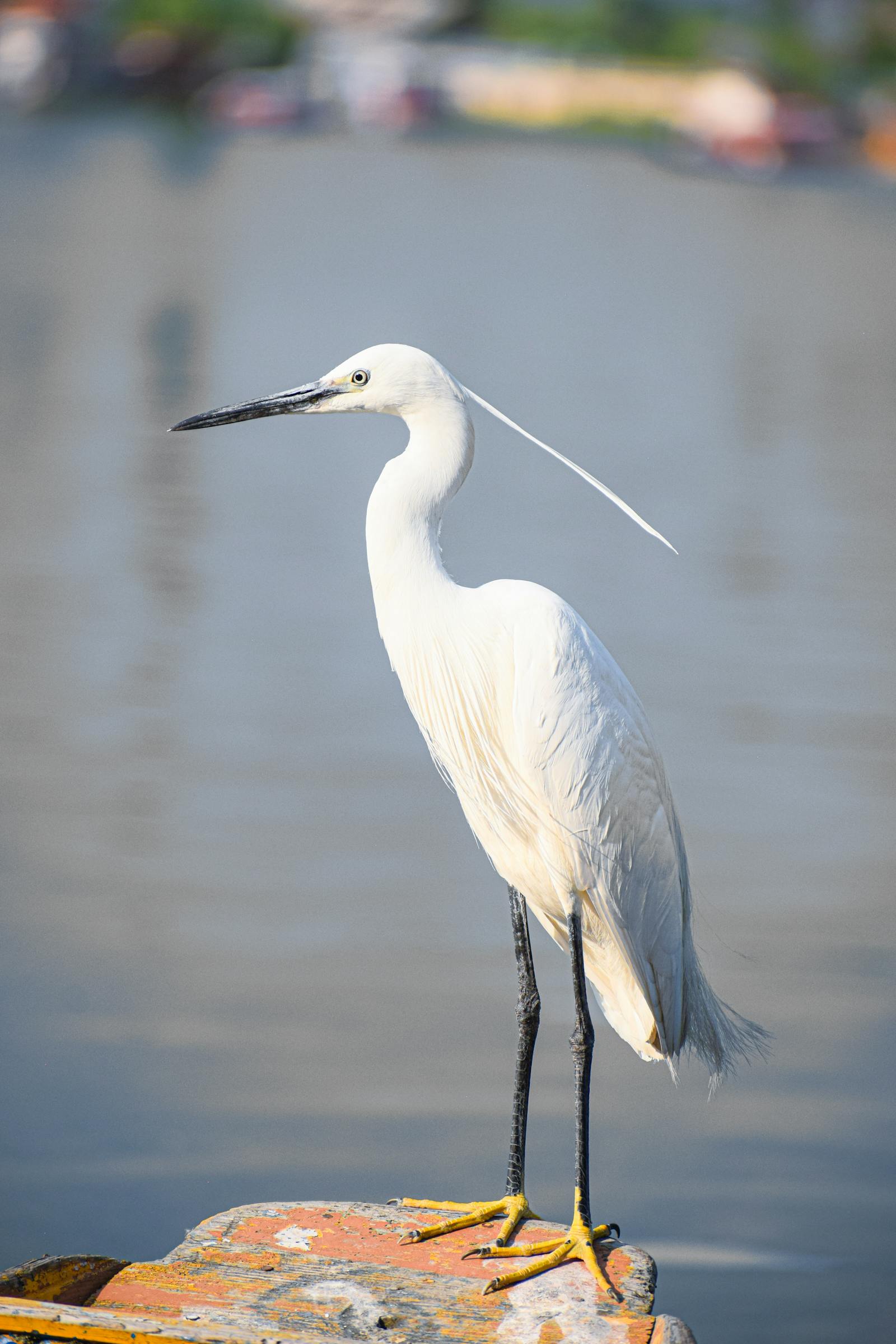 AI+Cute+Little+Pawoo Photos, Download The BEST Free AI+Cute+Little ...