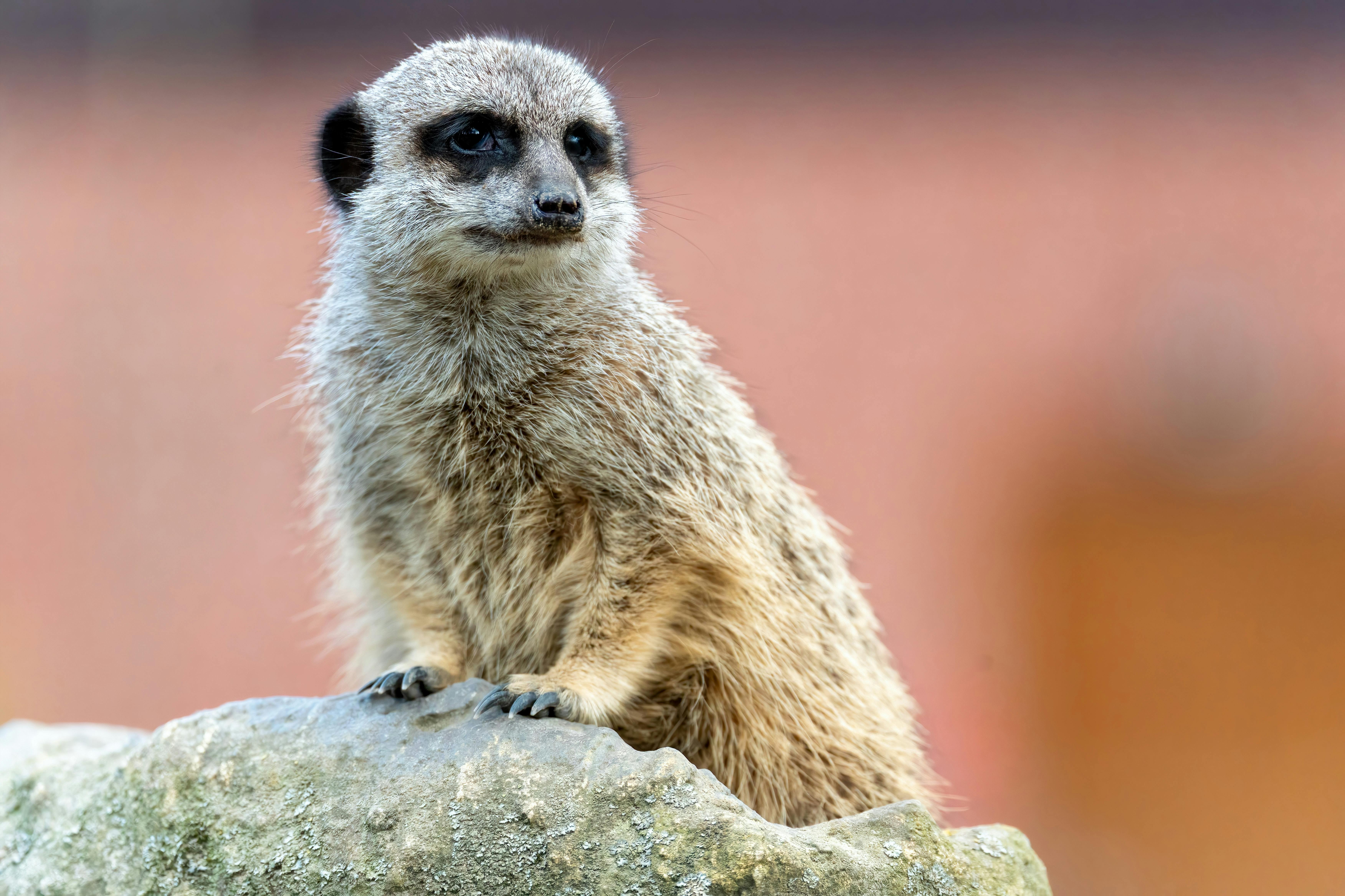 Meerkat Standing Alert on Rocky Platform · Free Stock Photo