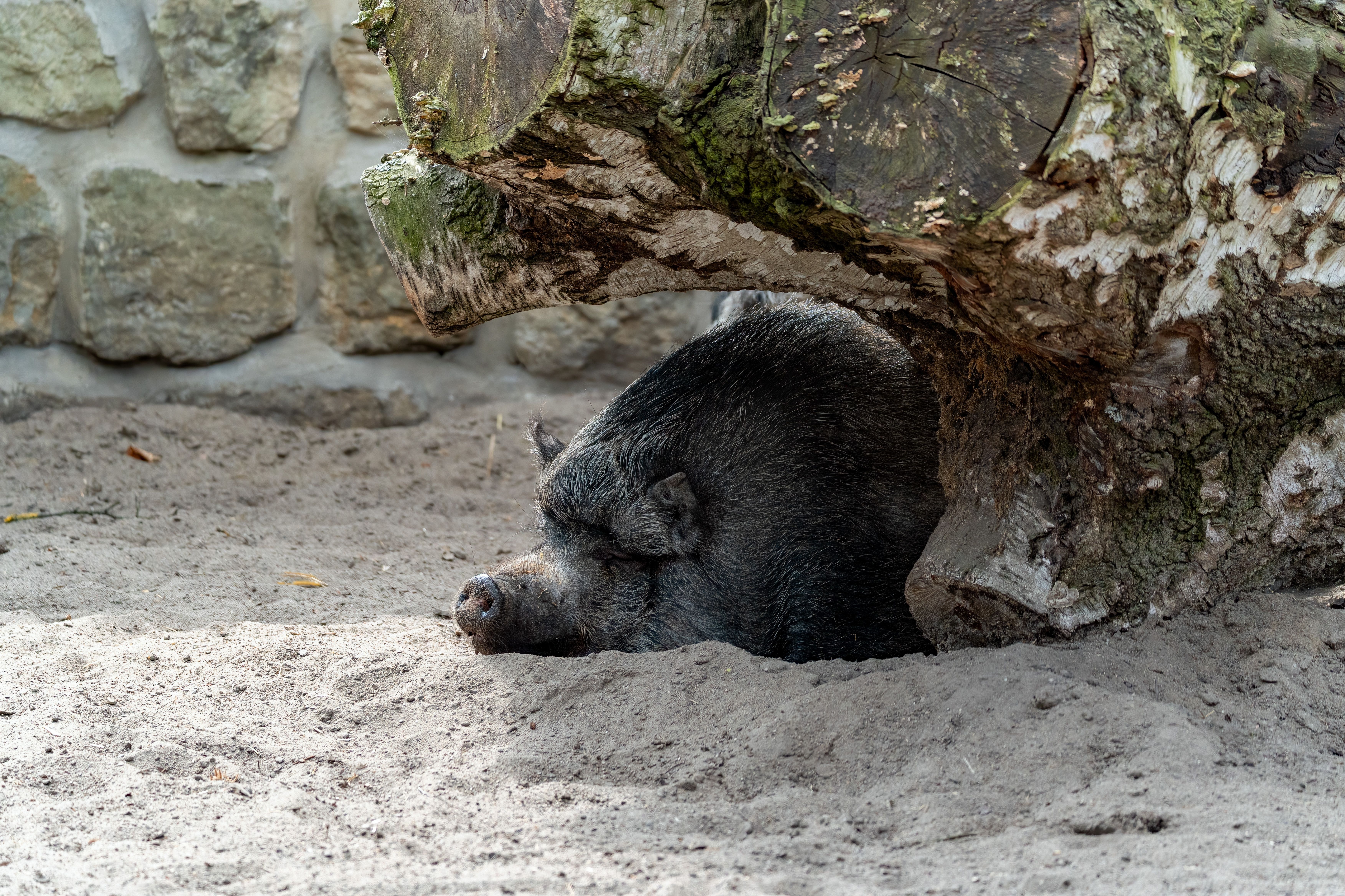 Peaceful Pot-bellied Pig Resting Under a Log · Free Stock Photo