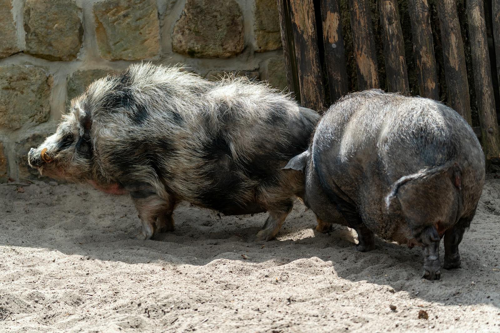 Cute Pigs Photos, Download The BEST Free Cute Pigs Stock Photos & HD Images