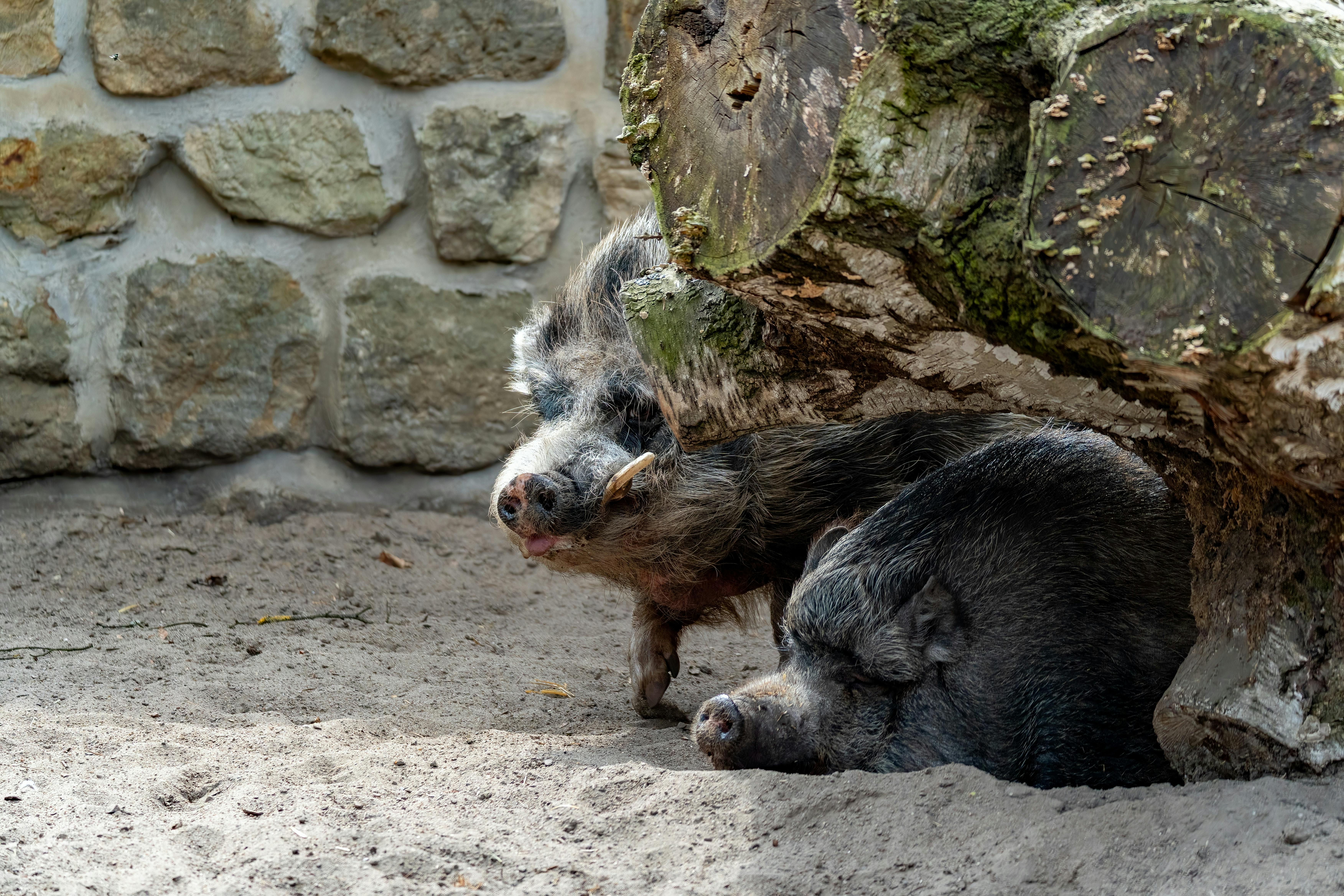Miniature Pigs Relaxing Under a Log Outdoors · Free Stock Photo