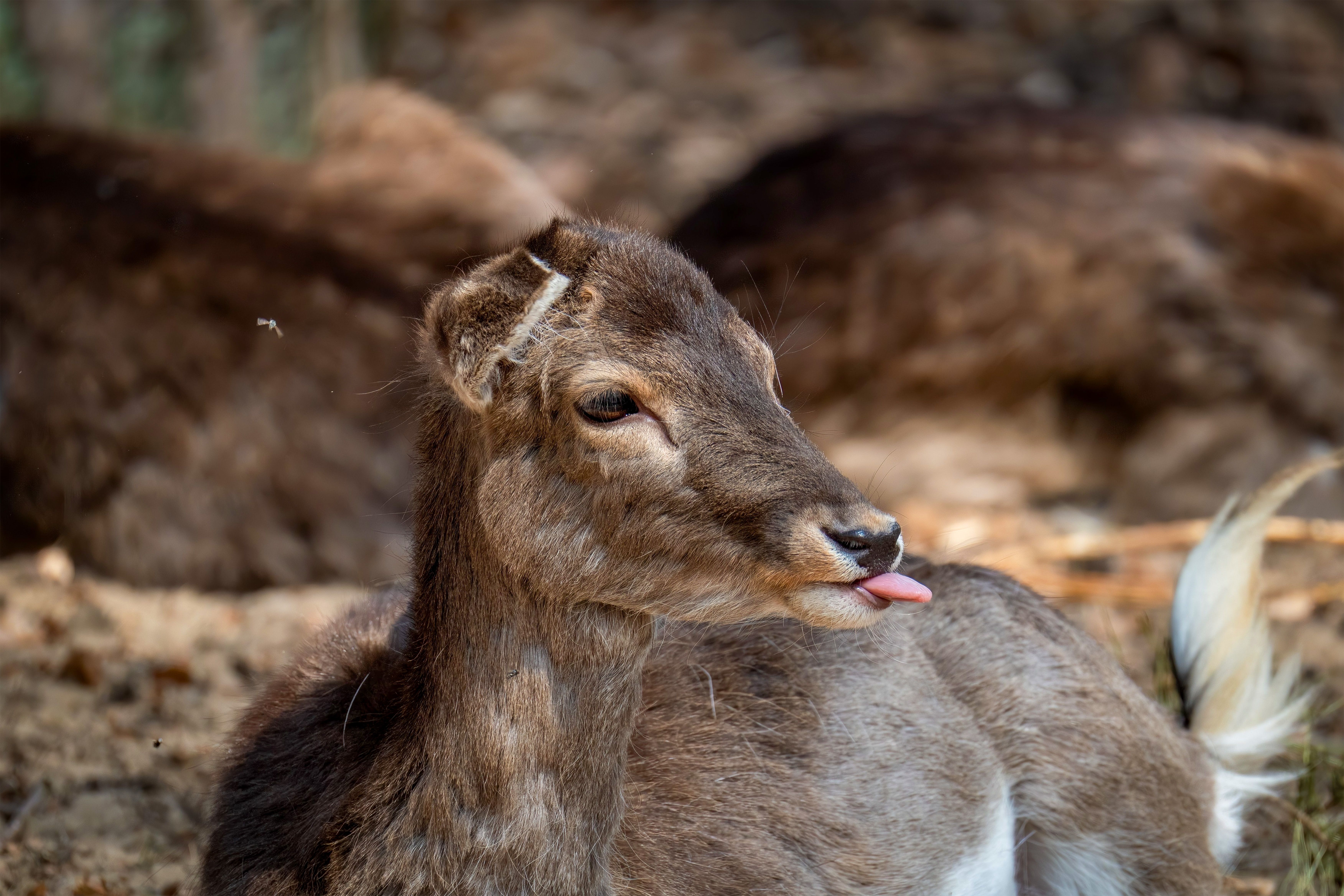 Fallow Deer Relaxing in Natural Habitat · Free Stock Photo