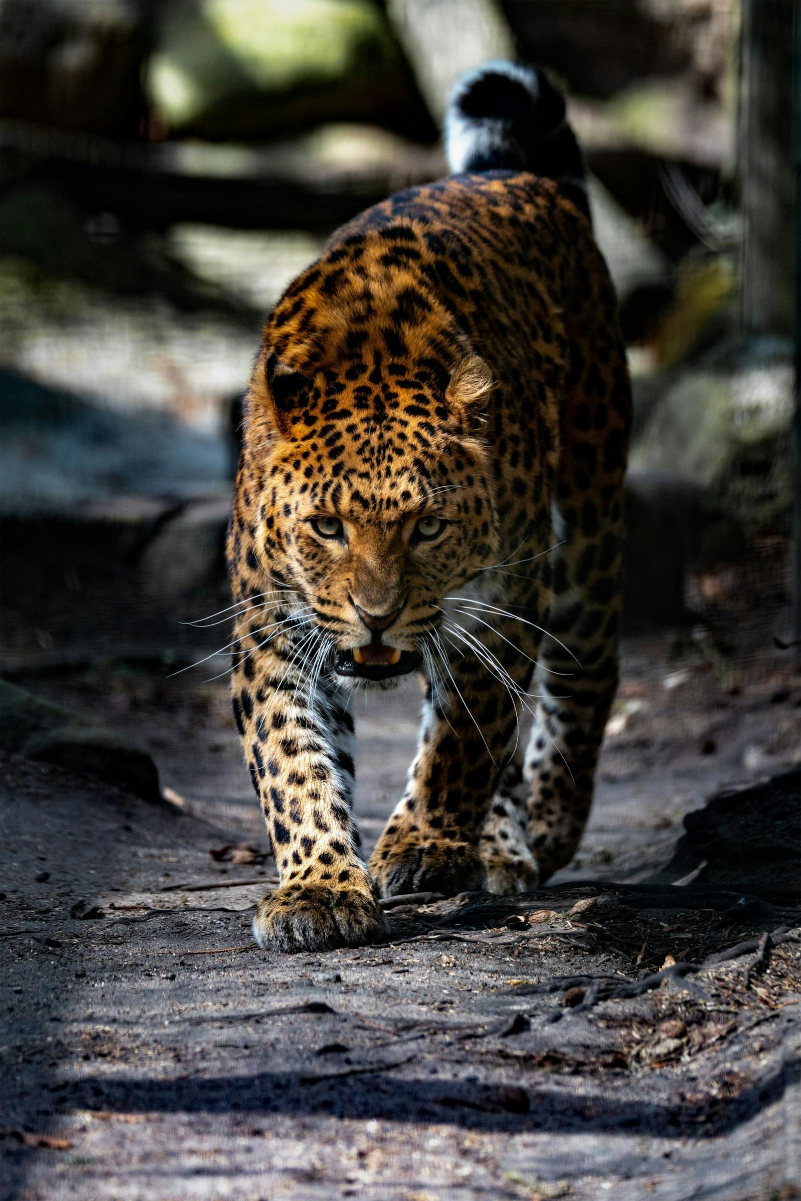 Stalking Photos, Download The BEST Free Stalking Stock Photos & HD Images