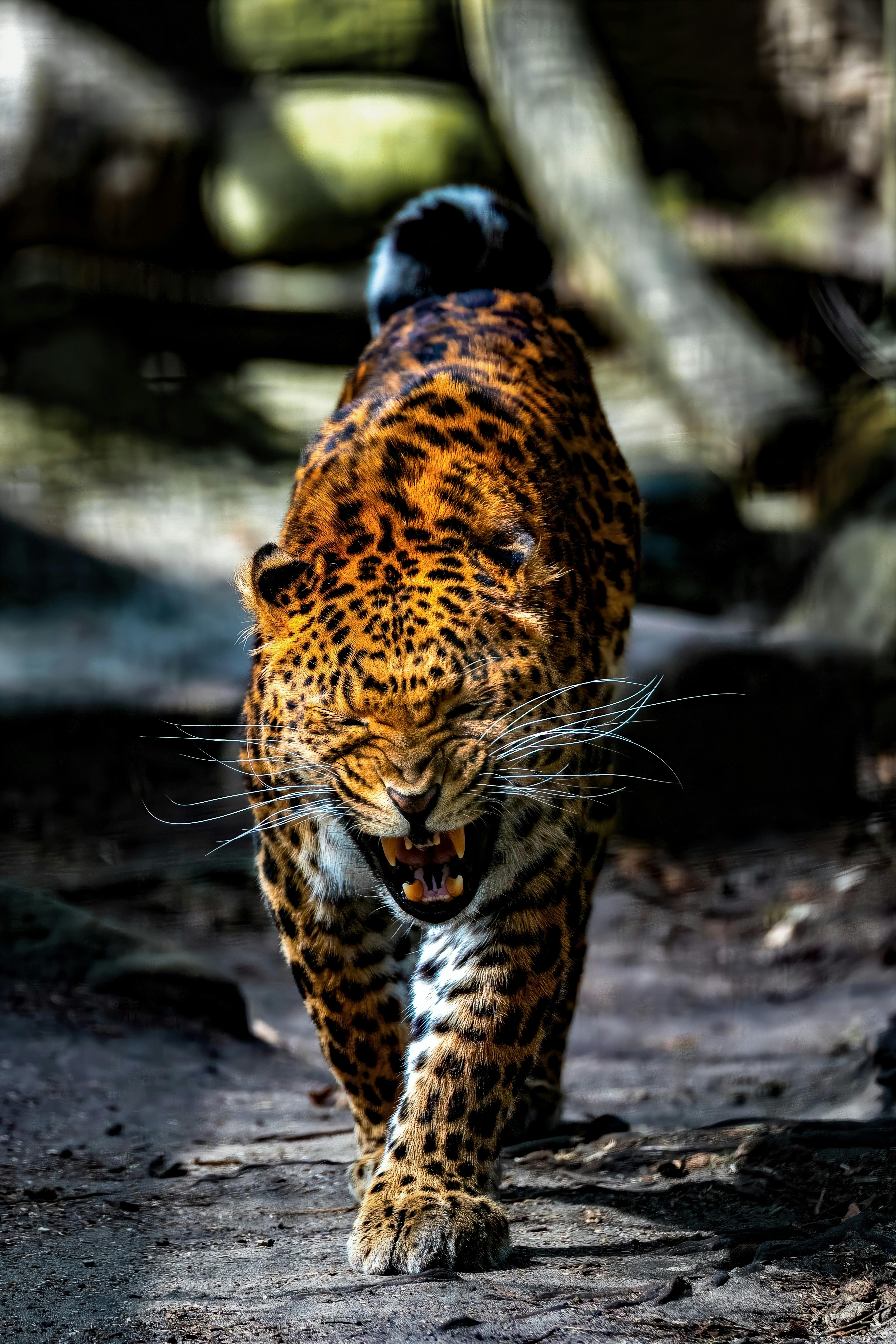 Fierce Leopard Roaming the Wilderness · Free Stock Photo
