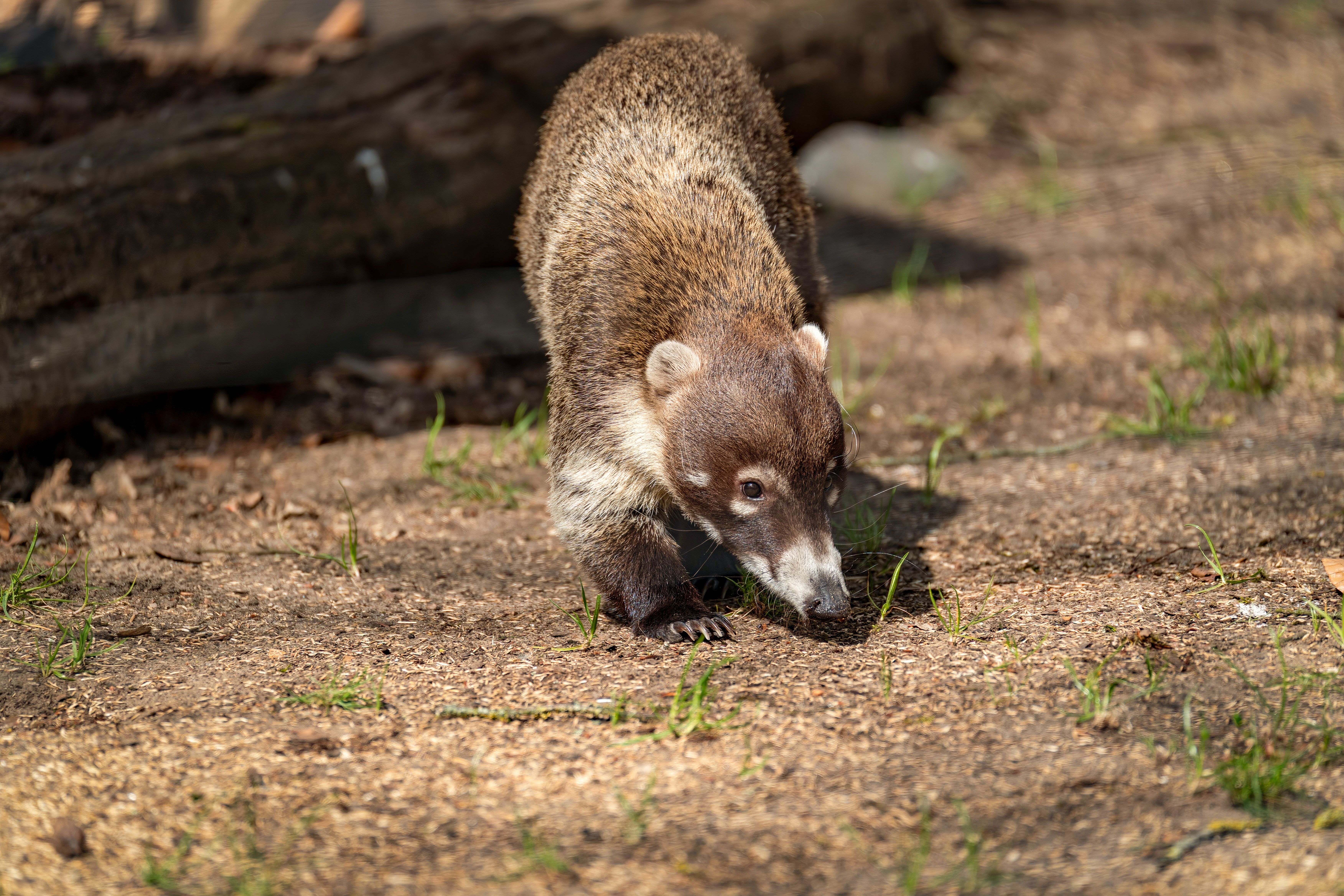 Curious White-Nosed Coati Exploring the Forest Floor · Free Stock Photo