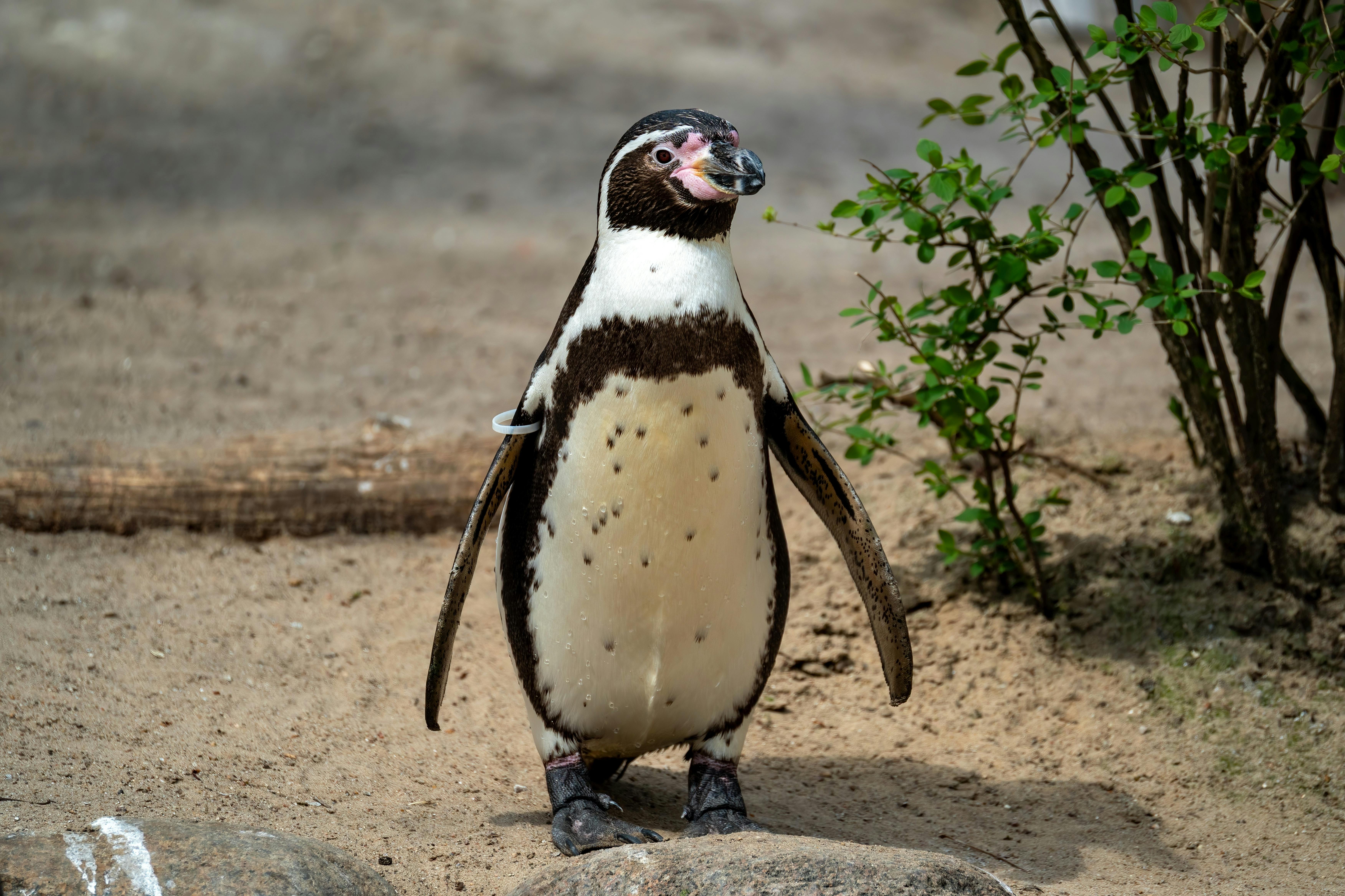 Humboldt Penguin Standing in Natural Habitat · Free Stock Photo