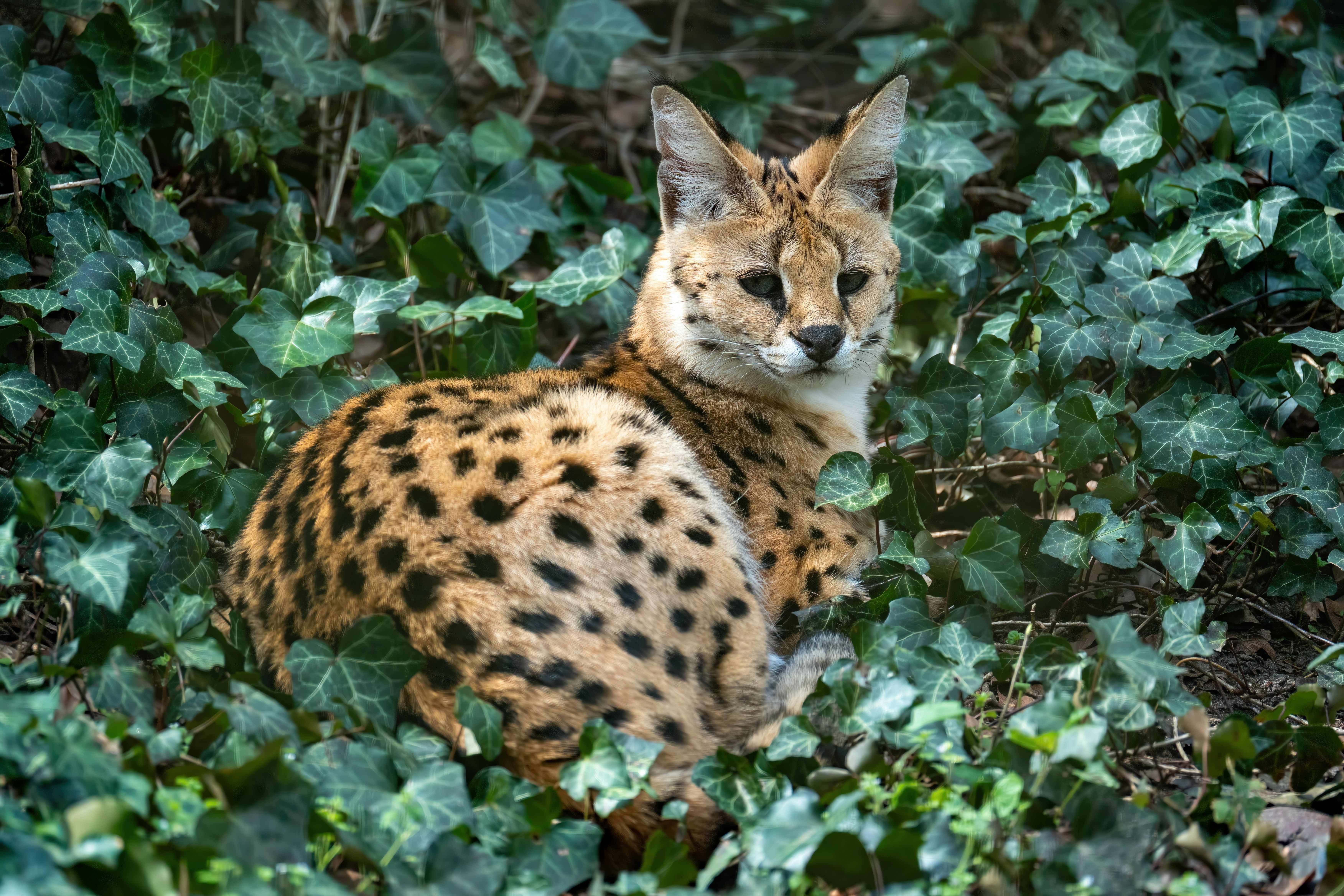 Serene Serval Resting in Lush Greenery · Free Stock Photo