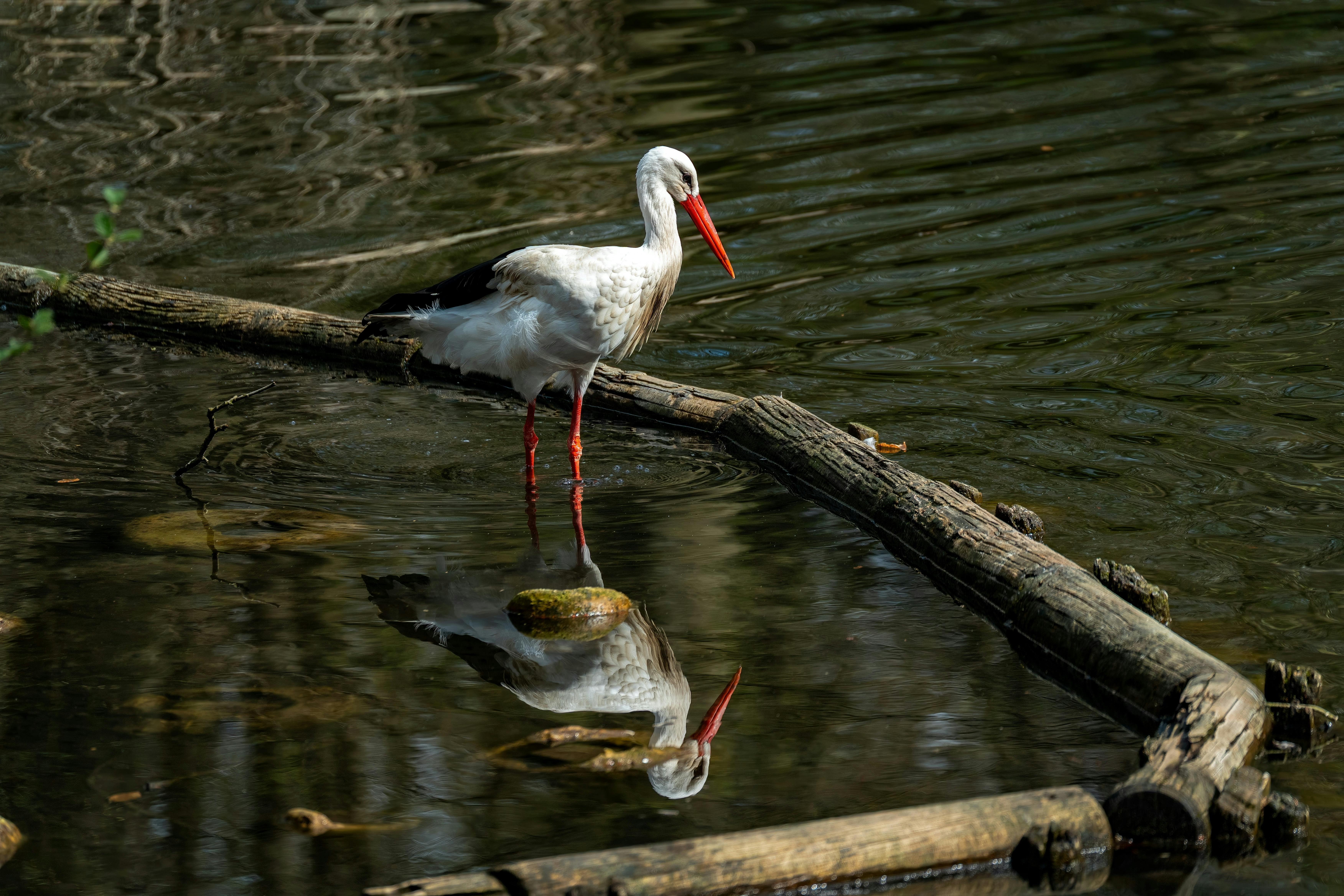 White Stork Reflecting in Tranquil Water · Free Stock Photo