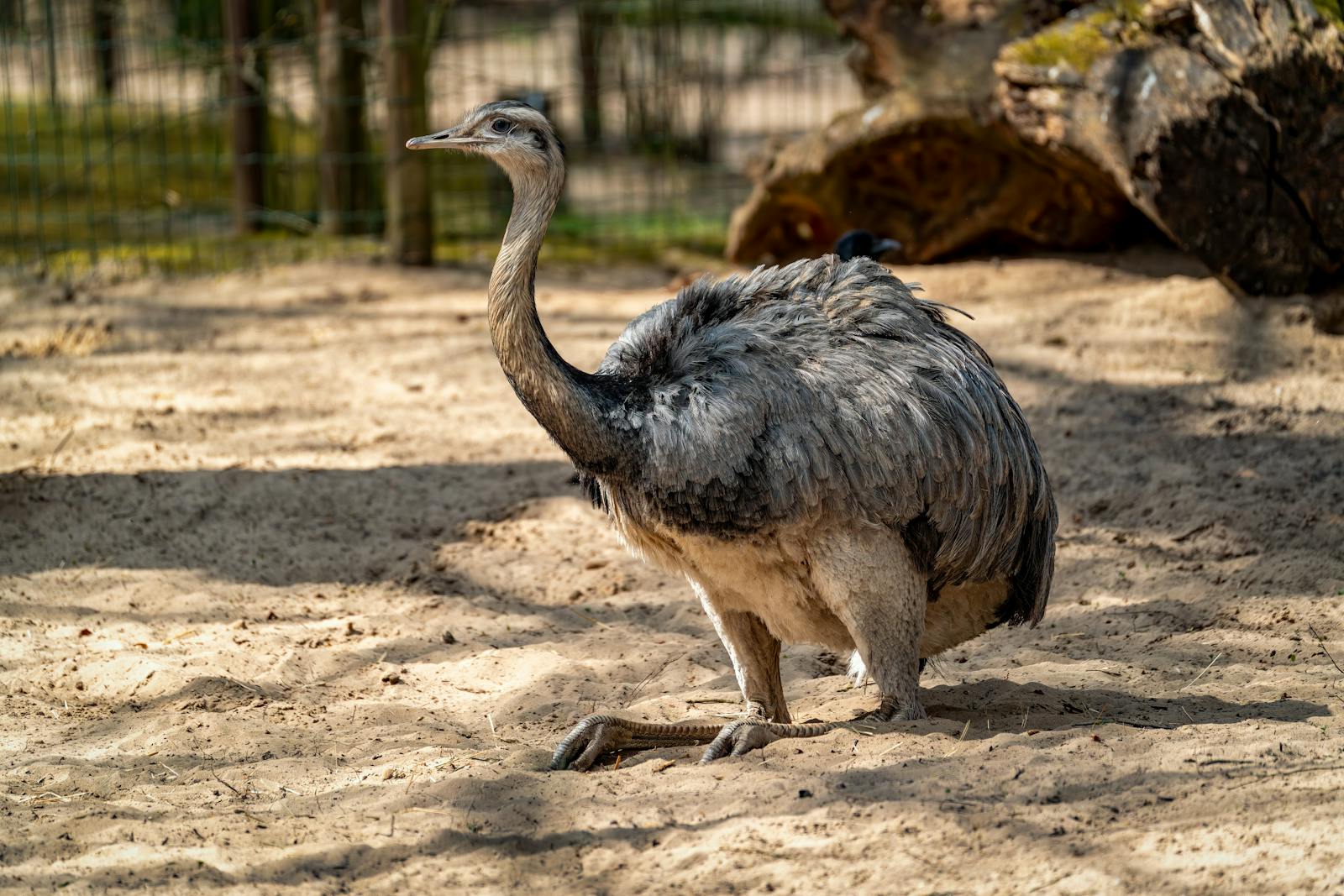 Birds Rhea Photos, Download The BEST Free Birds Rhea Stock Photos & HD ...