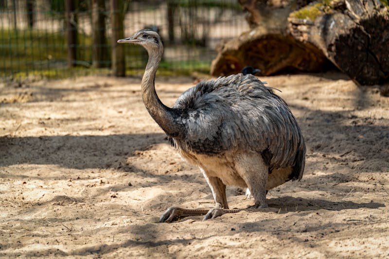 Birds Rhea Photos, Download The BEST Free Birds Rhea Stock Photos & HD ...