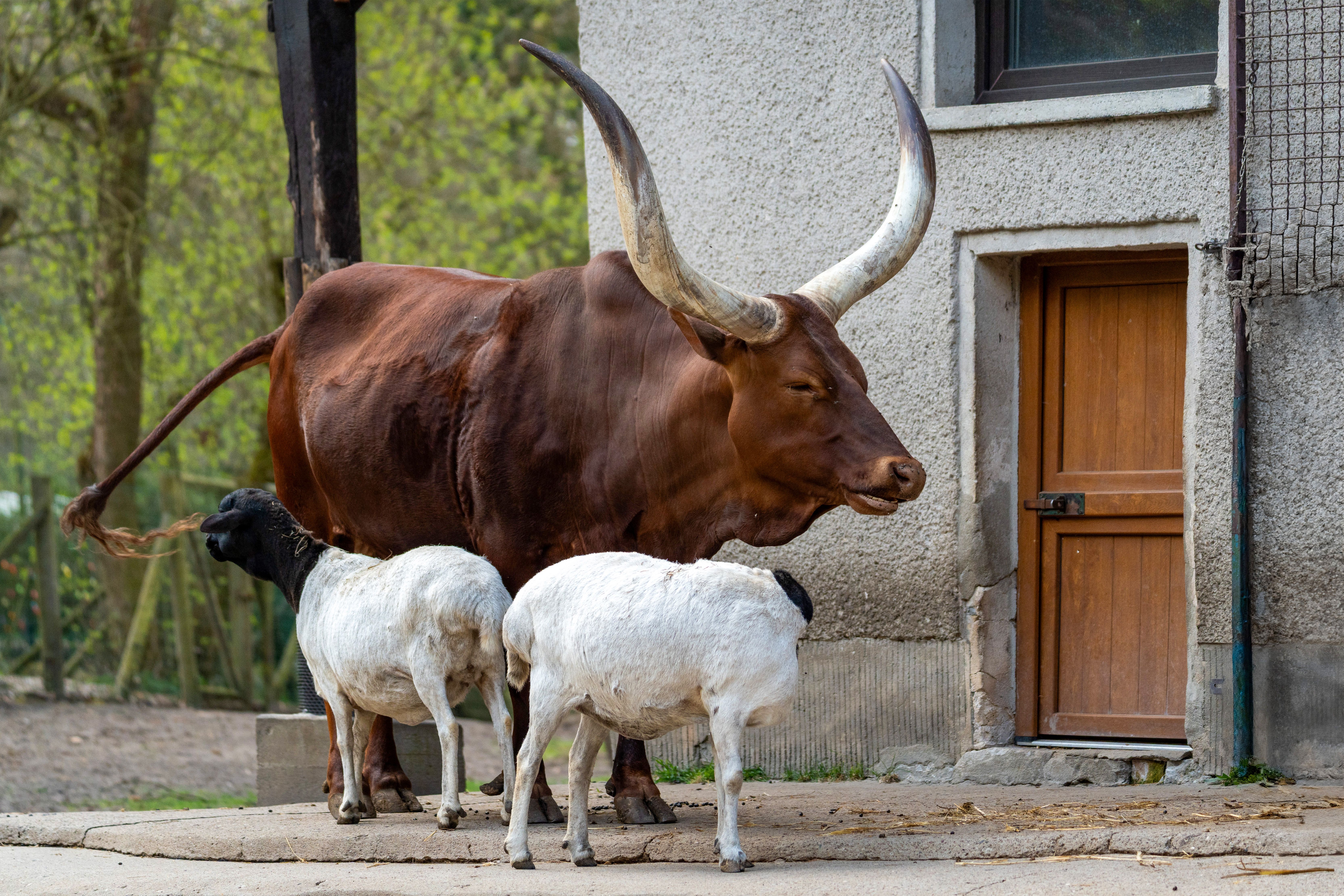 Ankole-Watusi Bull with Prominent Horns and Sheep · Free Stock Photo