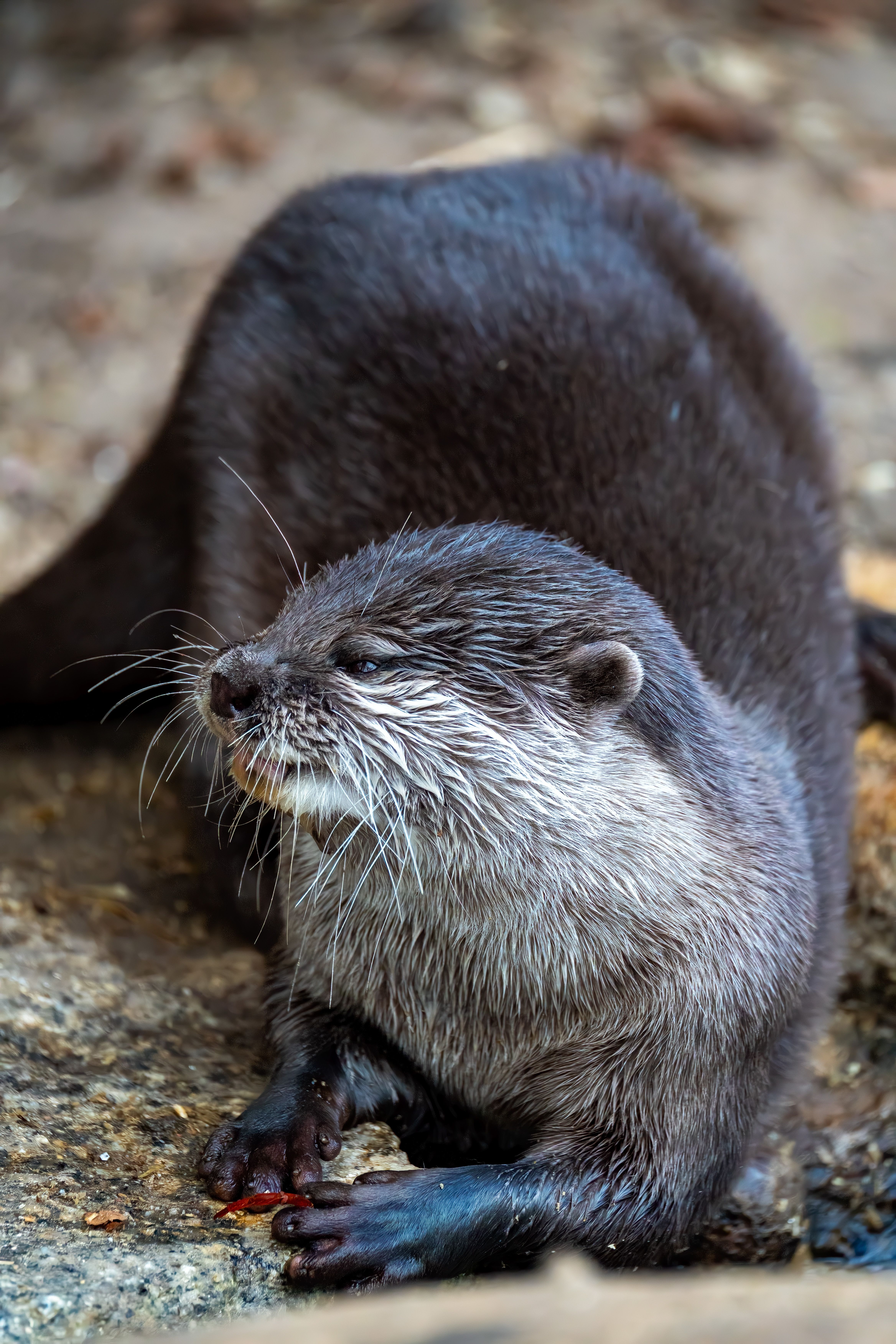 A Brown Otter Swimming while Looking at the Camera · Free Stock Photo