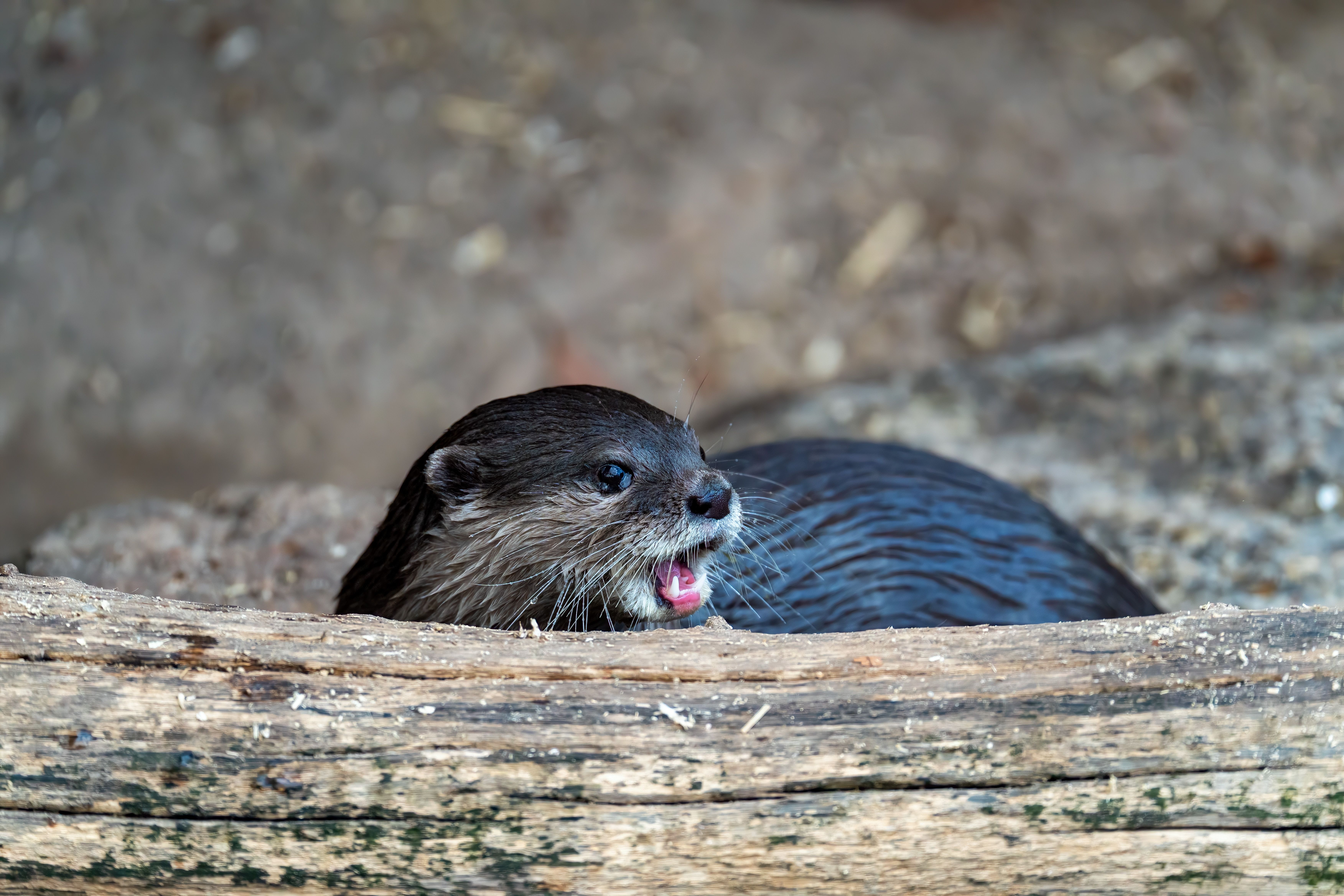 Close-Up of Asian Small-Clawed Otter in Nature · Free Stock Photo