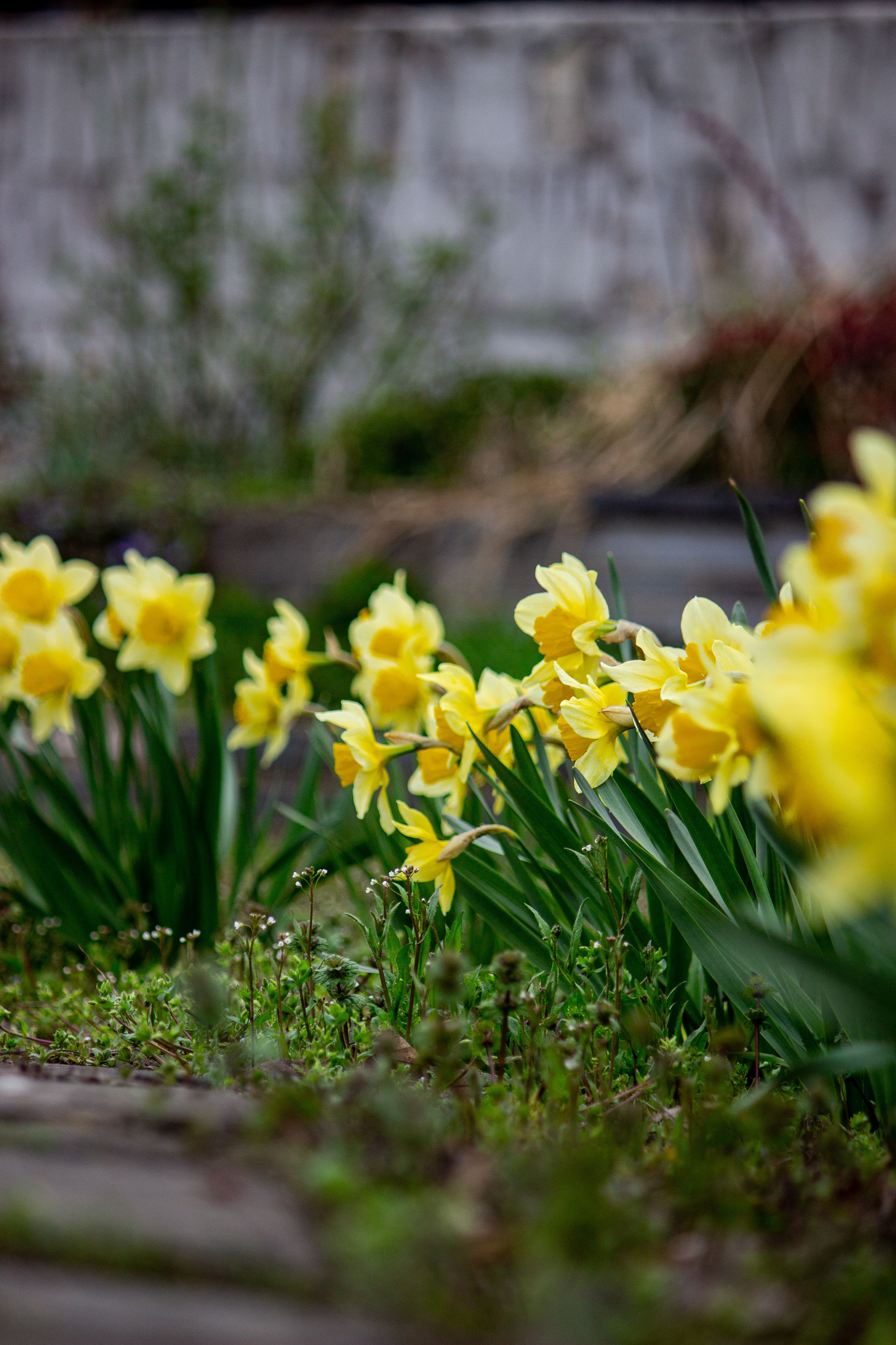 Vibrant Spring Daffodils in Bloom Garden · Free Stock Photo