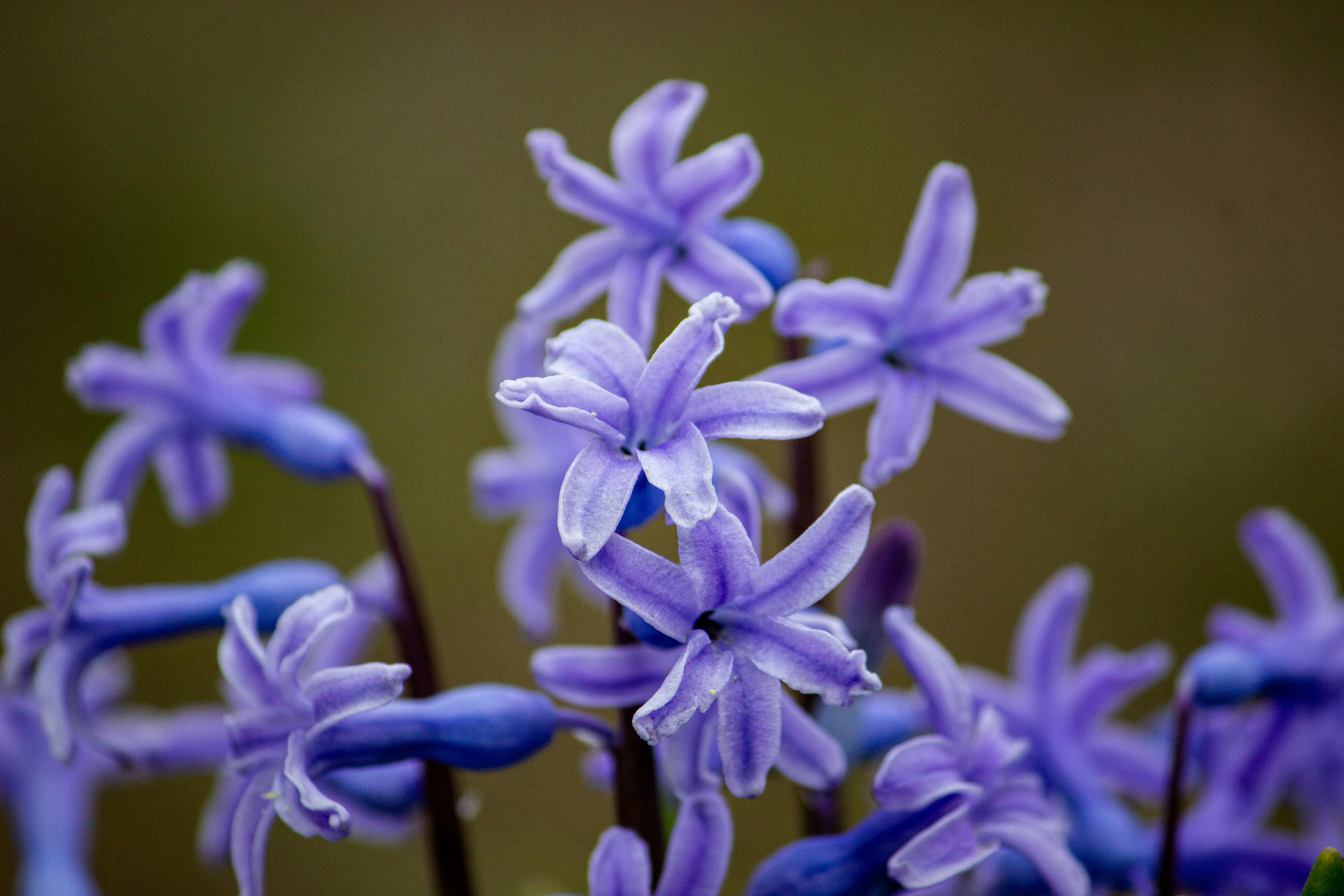 Vibrant Purple Hyacinths in Spring Blooms · Free Stock Photo