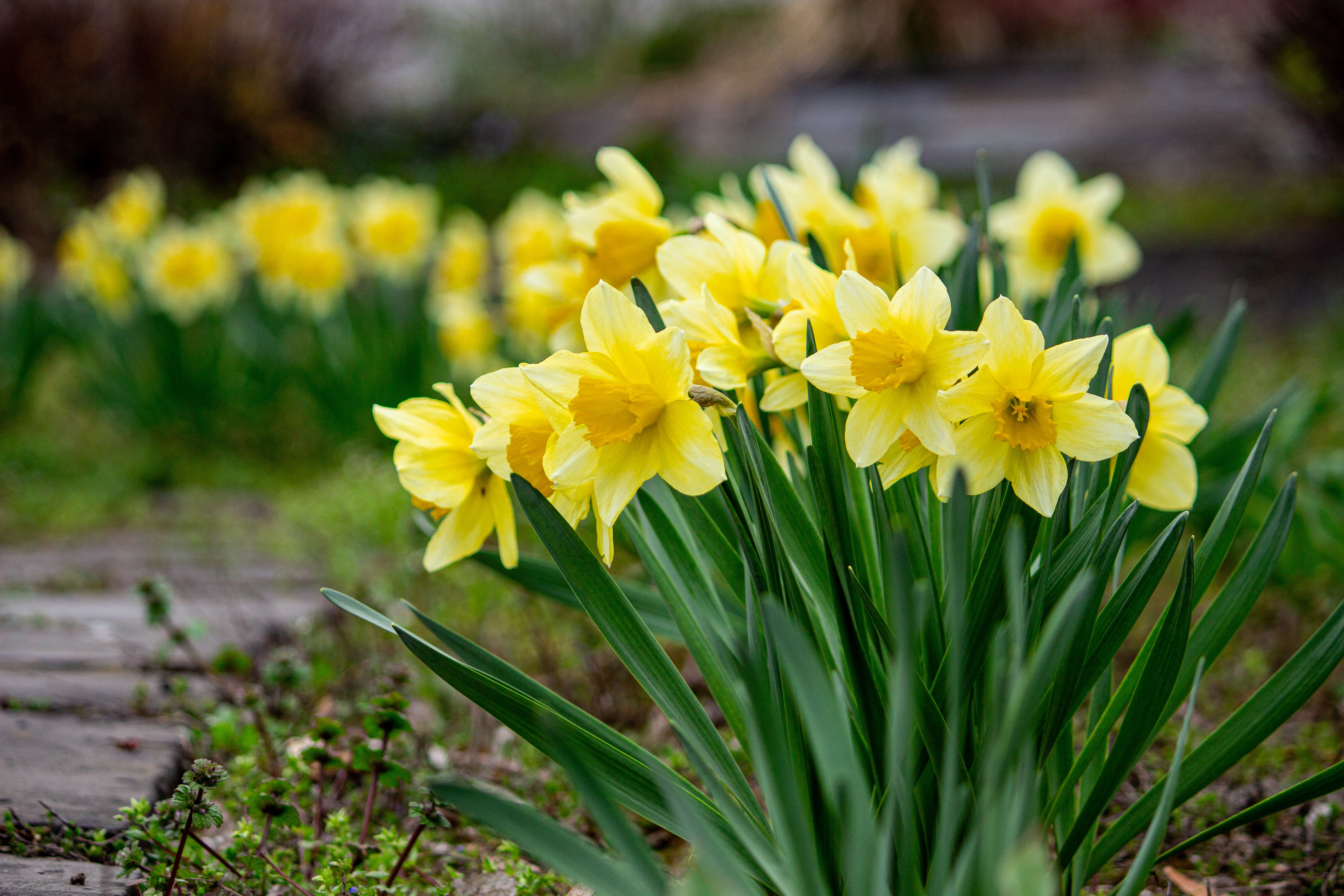 Bright Yellow Daffodils in Bloom During Spring · Free Stock Photo