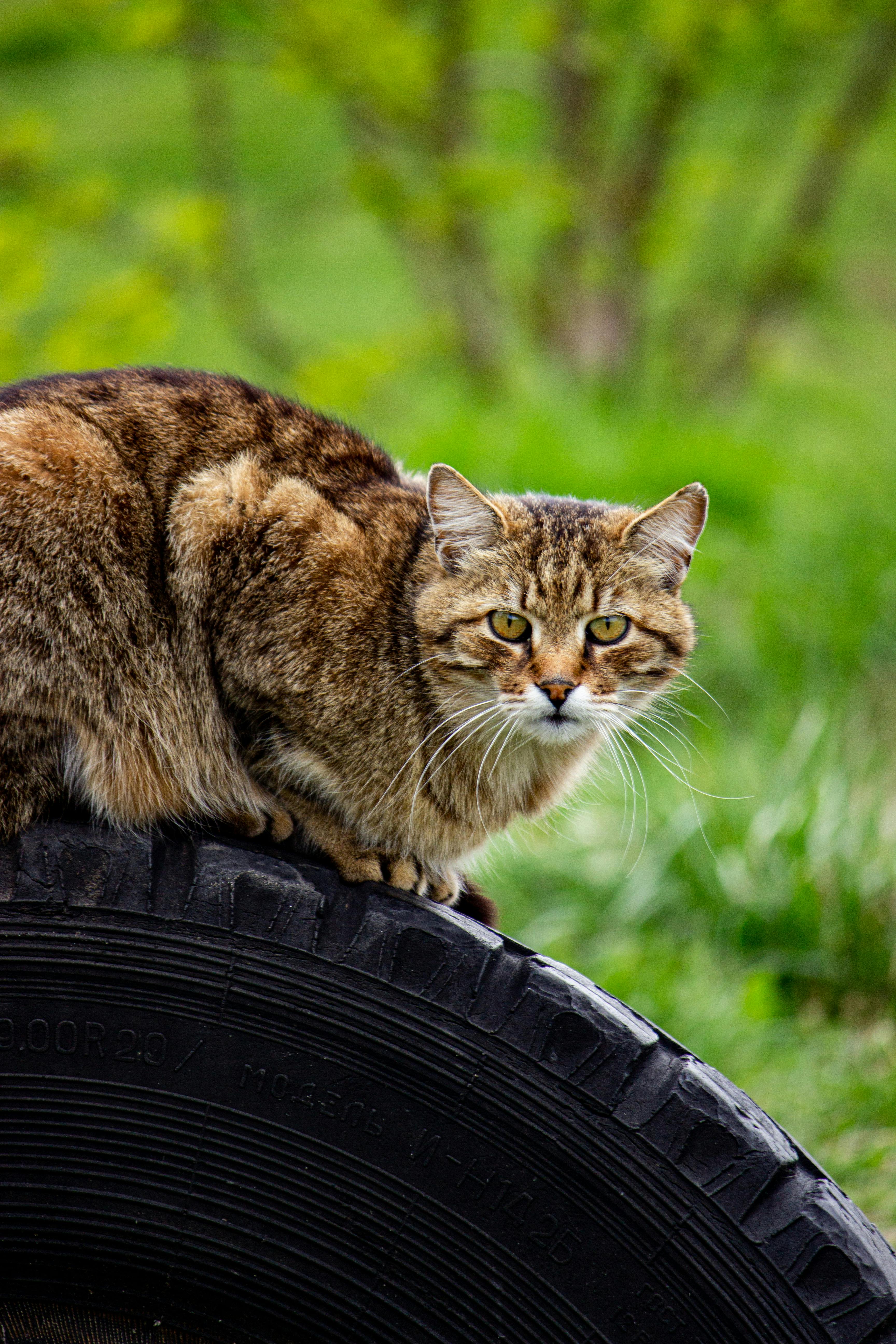 The Carnivore Code Cookbook Photos, Download The BEST Free The ...