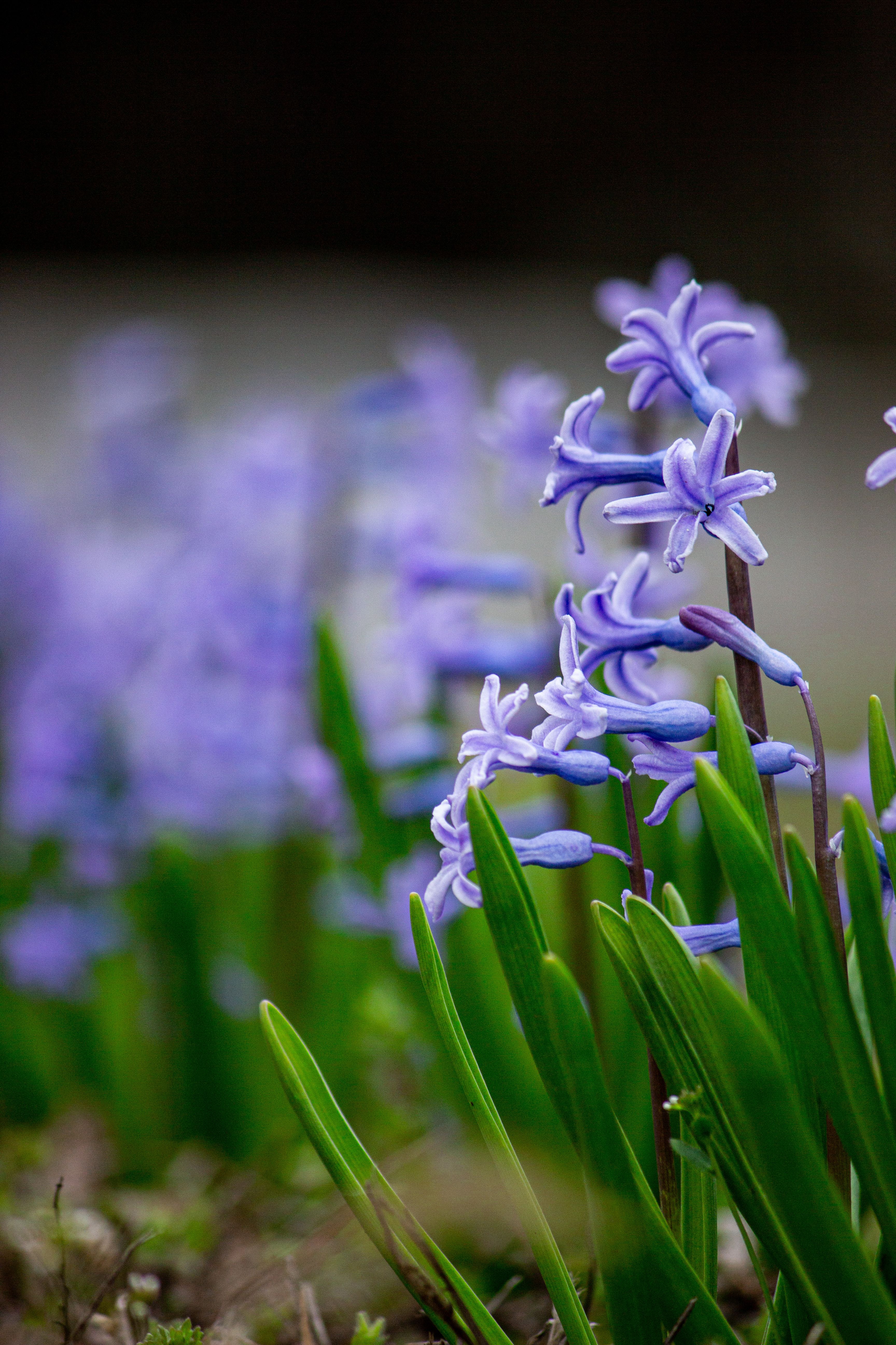 Cluster of Purple Hyacinth Flowers in Bloom · Free Stock Photo