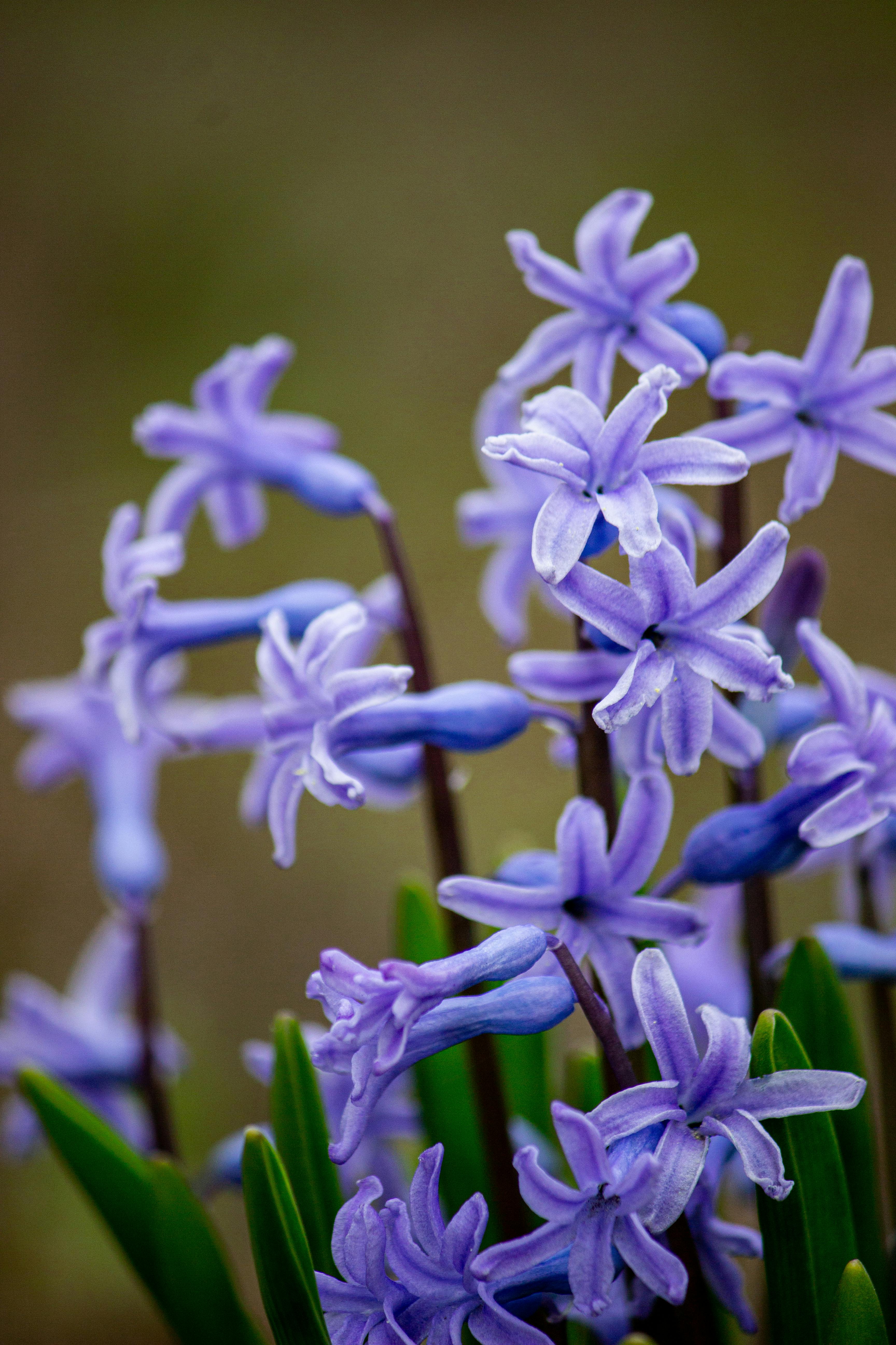 Flower Mirco Purple Photos, Download The BEST Free Flower Mirco Purple ...