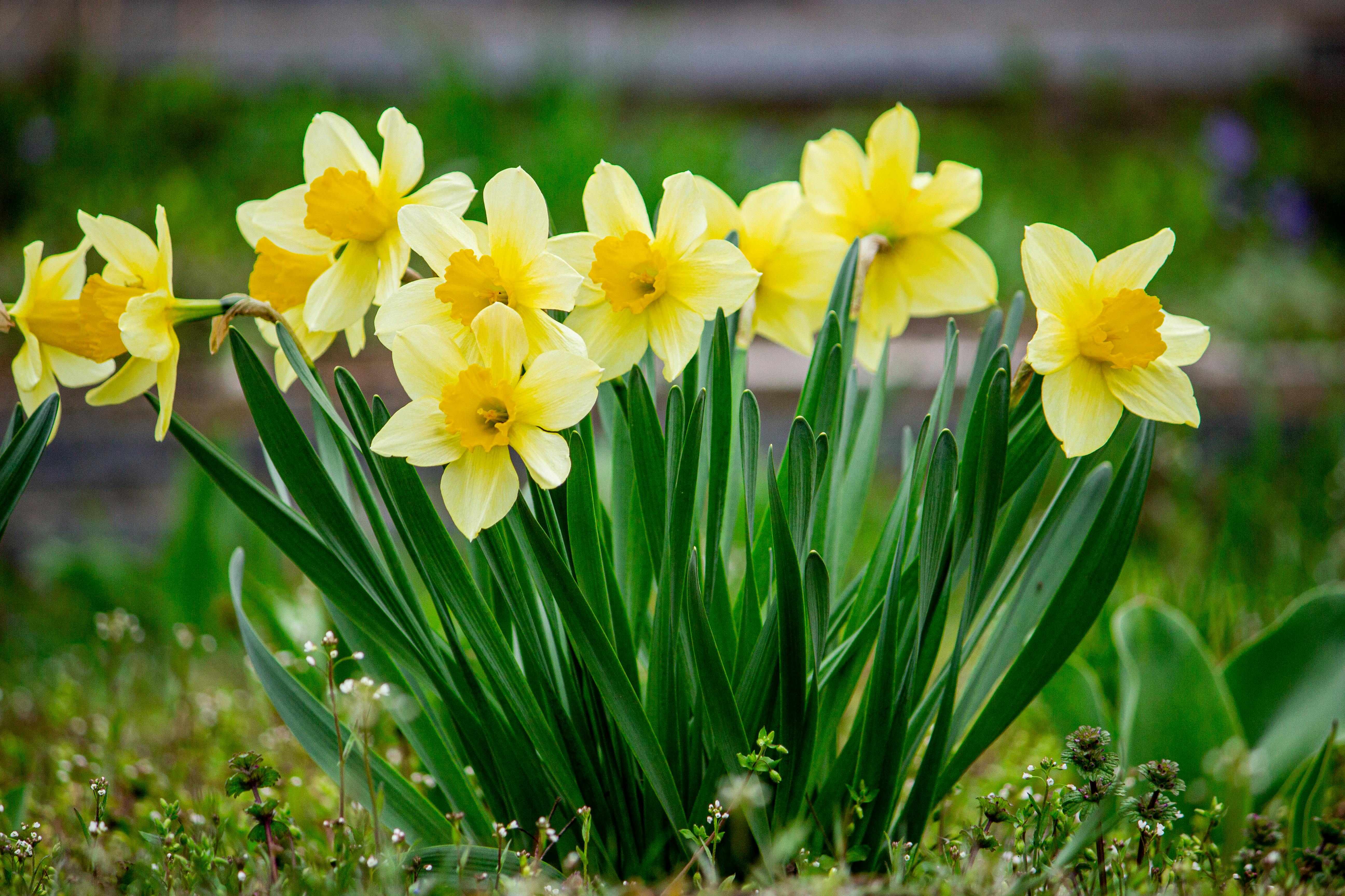Bright Yellow Daffodils in Bloom Outdoors · Free Stock Photo