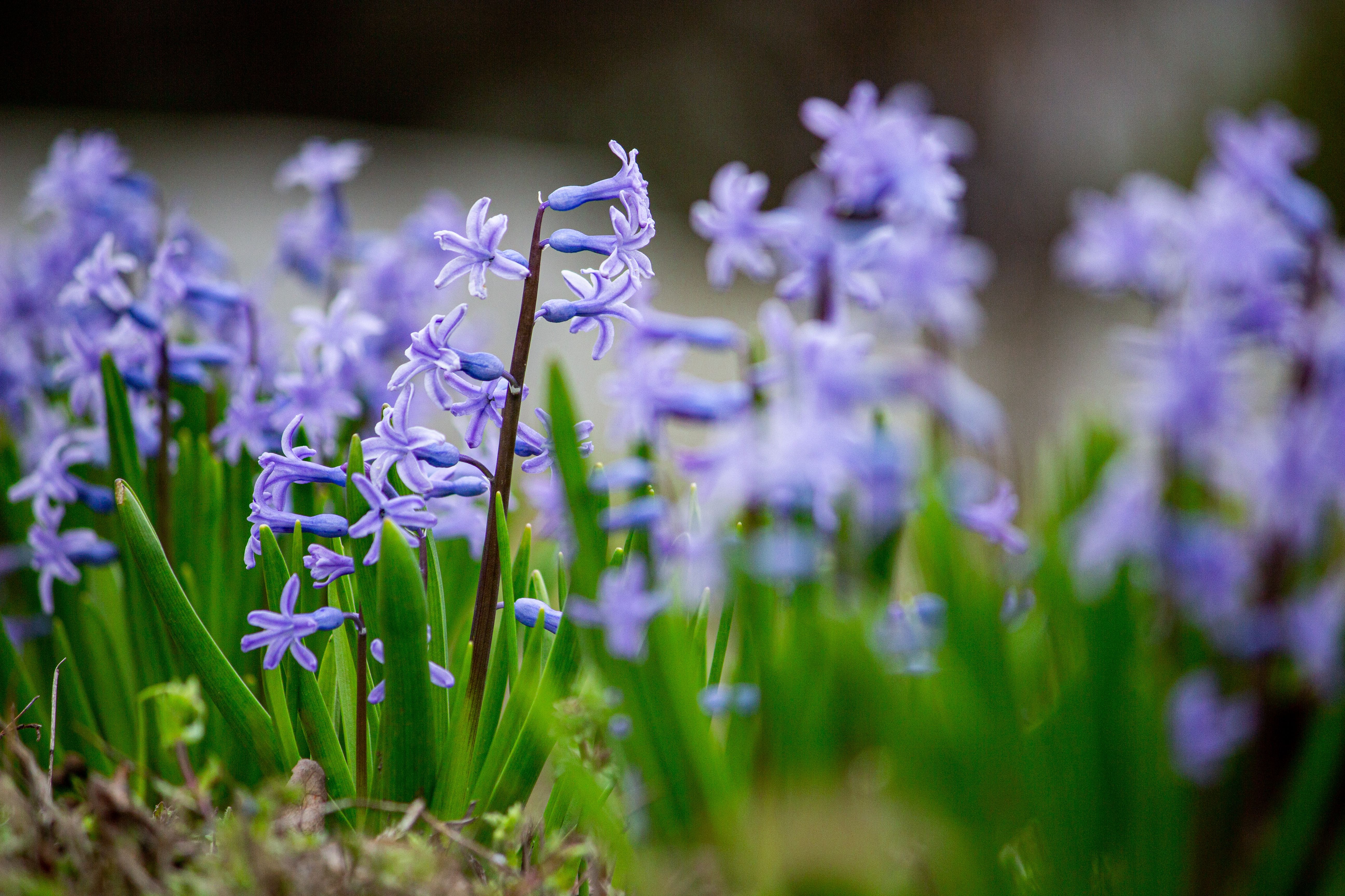 Field of Blooming Purple Hyacinths in Spring · Free Stock Photo