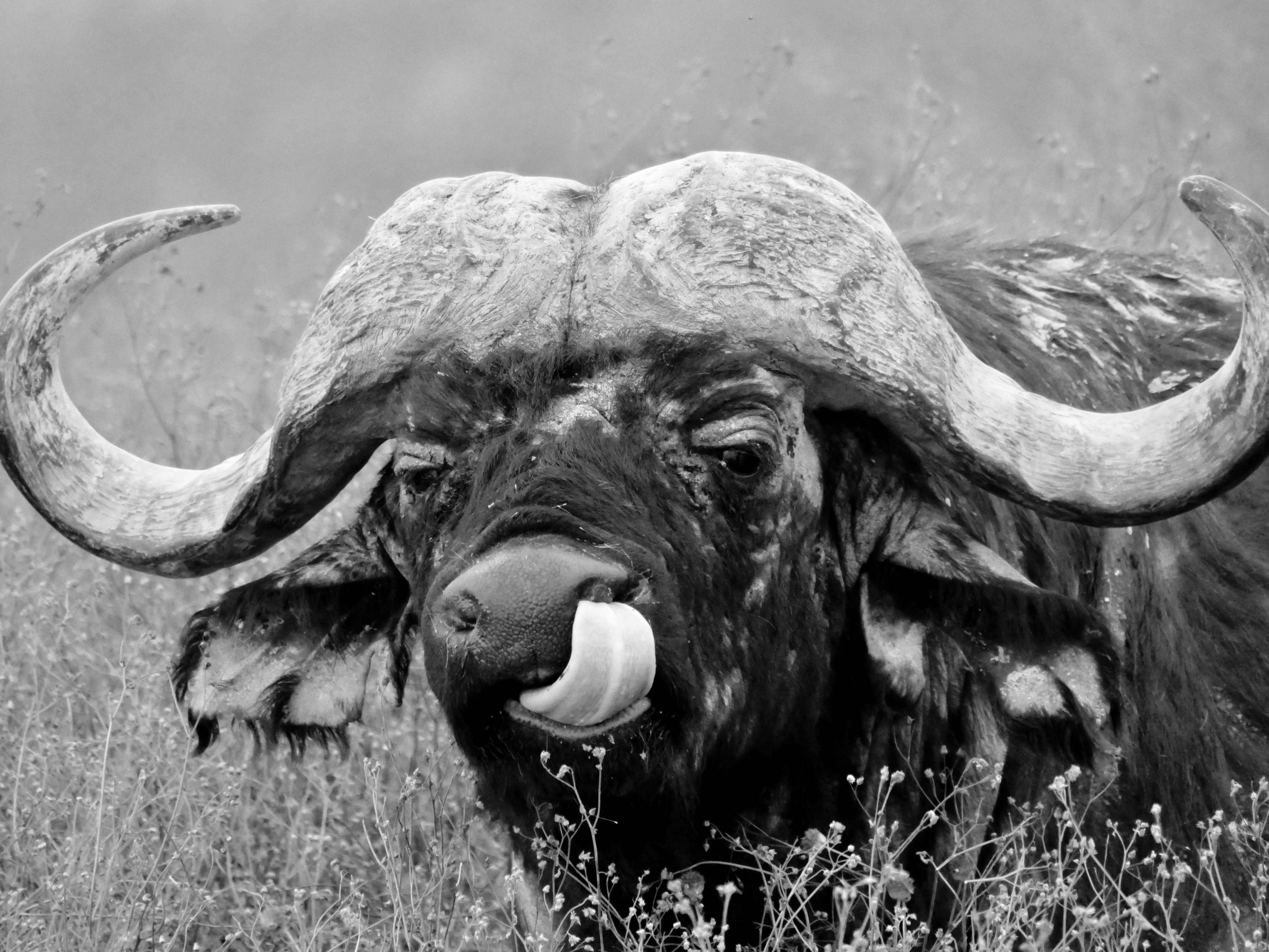 Close-Up of African Water Buffalo in Tanzania Safari · Free Stock Photo