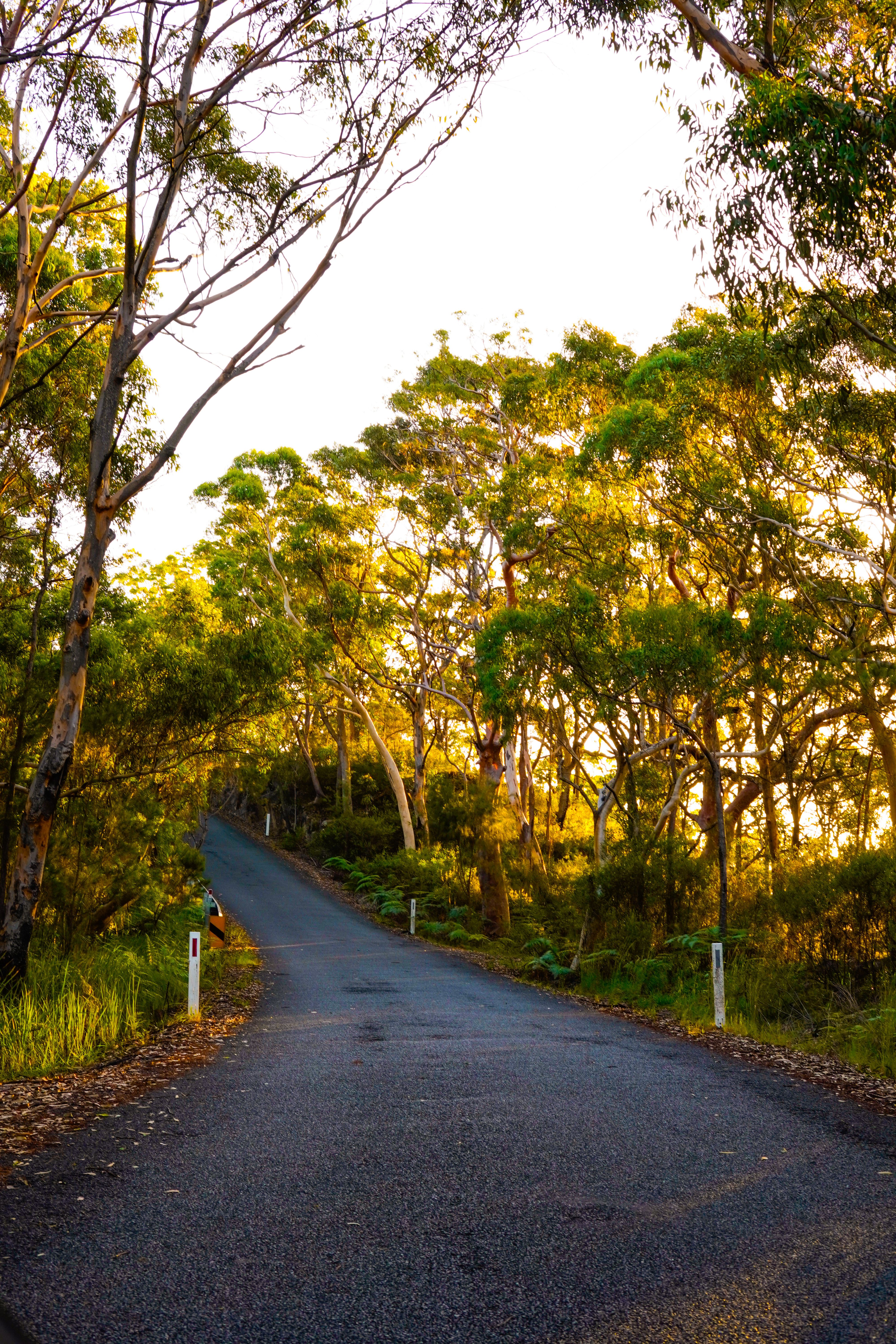 Scenic Forest Road at Sunset · Free Stock Photo