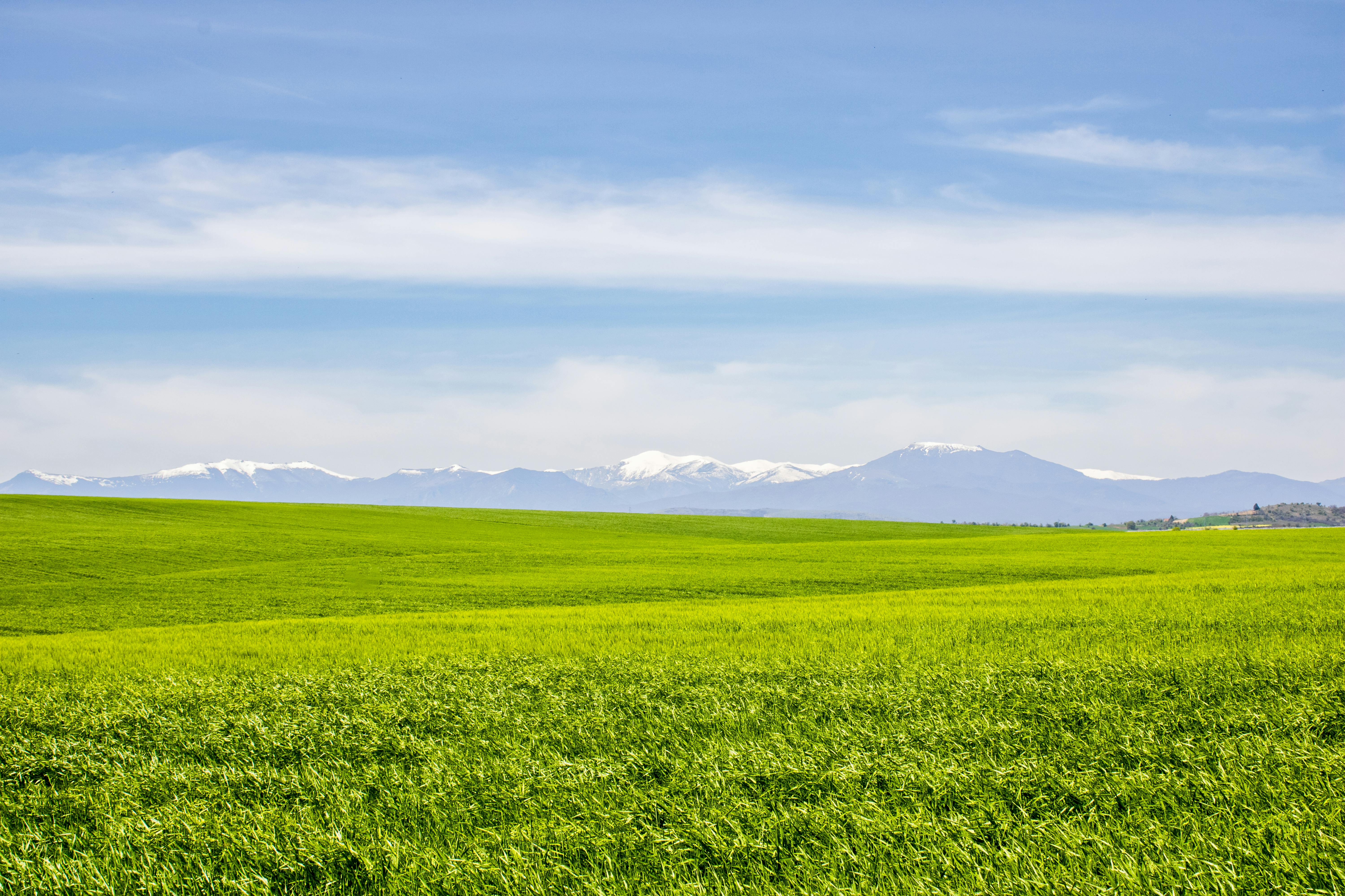 Vast Green Fields Under Clear Blue Sky · Free Stock Photo