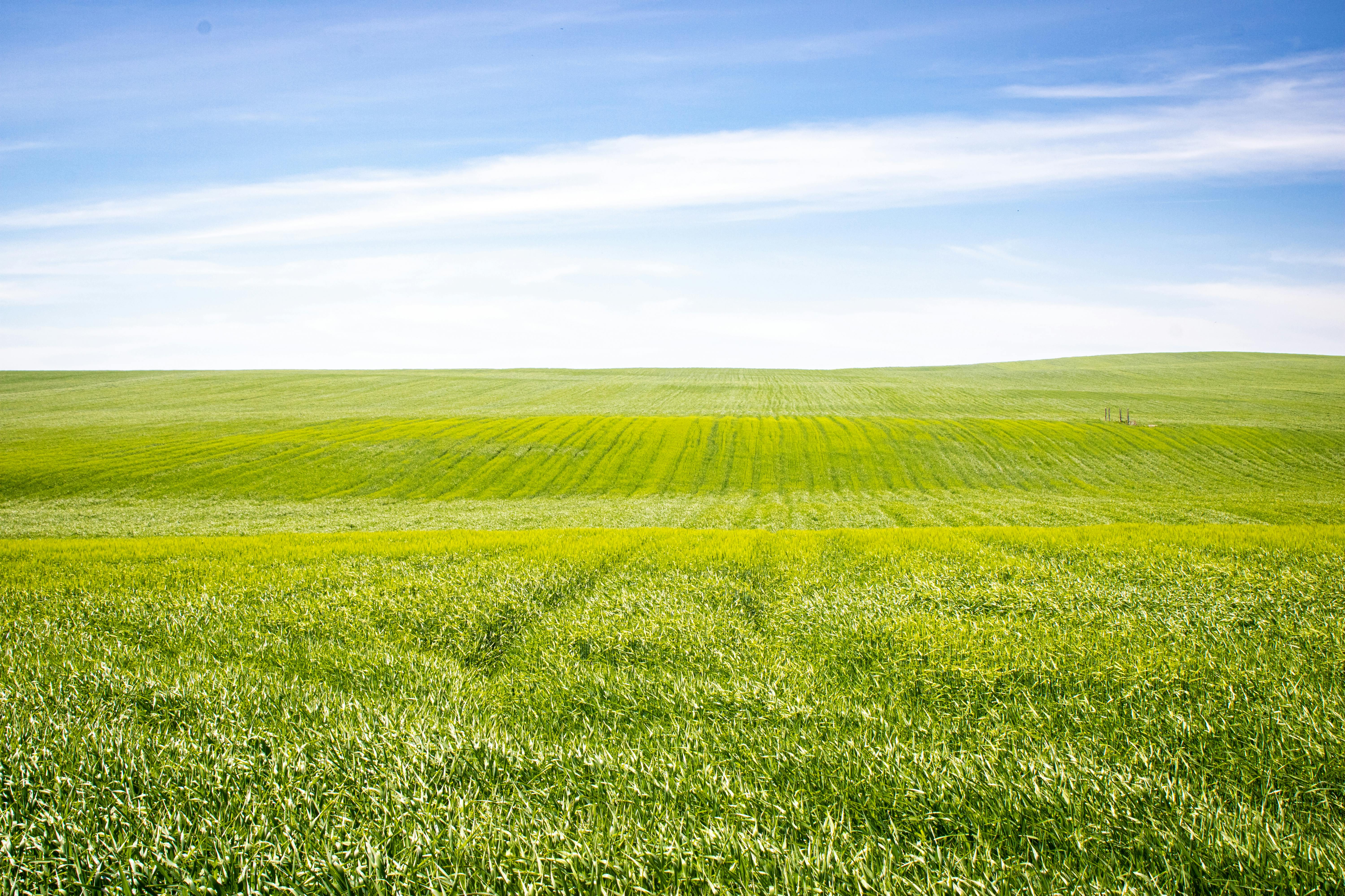 Vast Green Fields Under Clear Blue Sky · Free Stock Photo