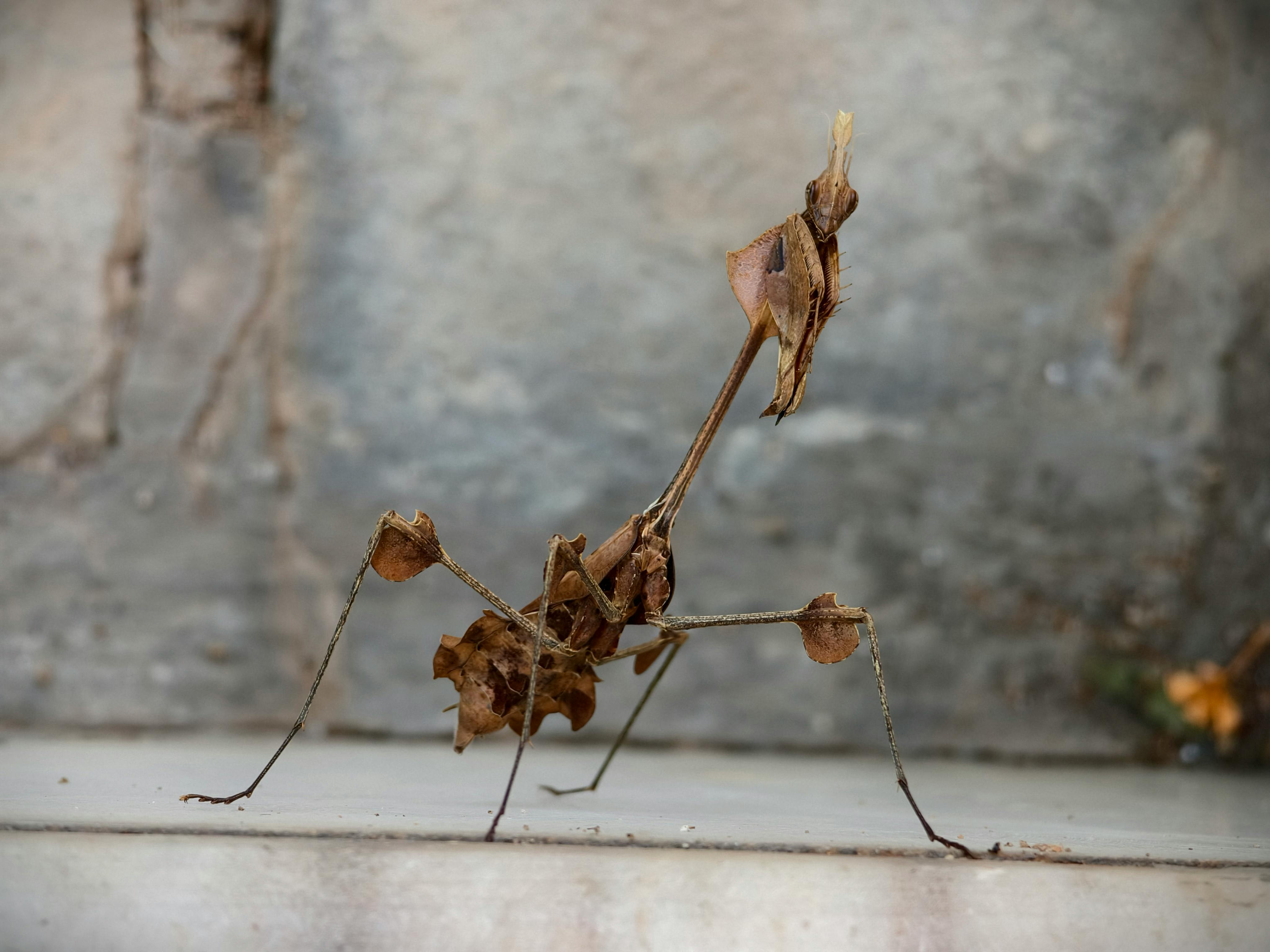 Leaf Mantis in Natural Camouflage · Free Stock Photo