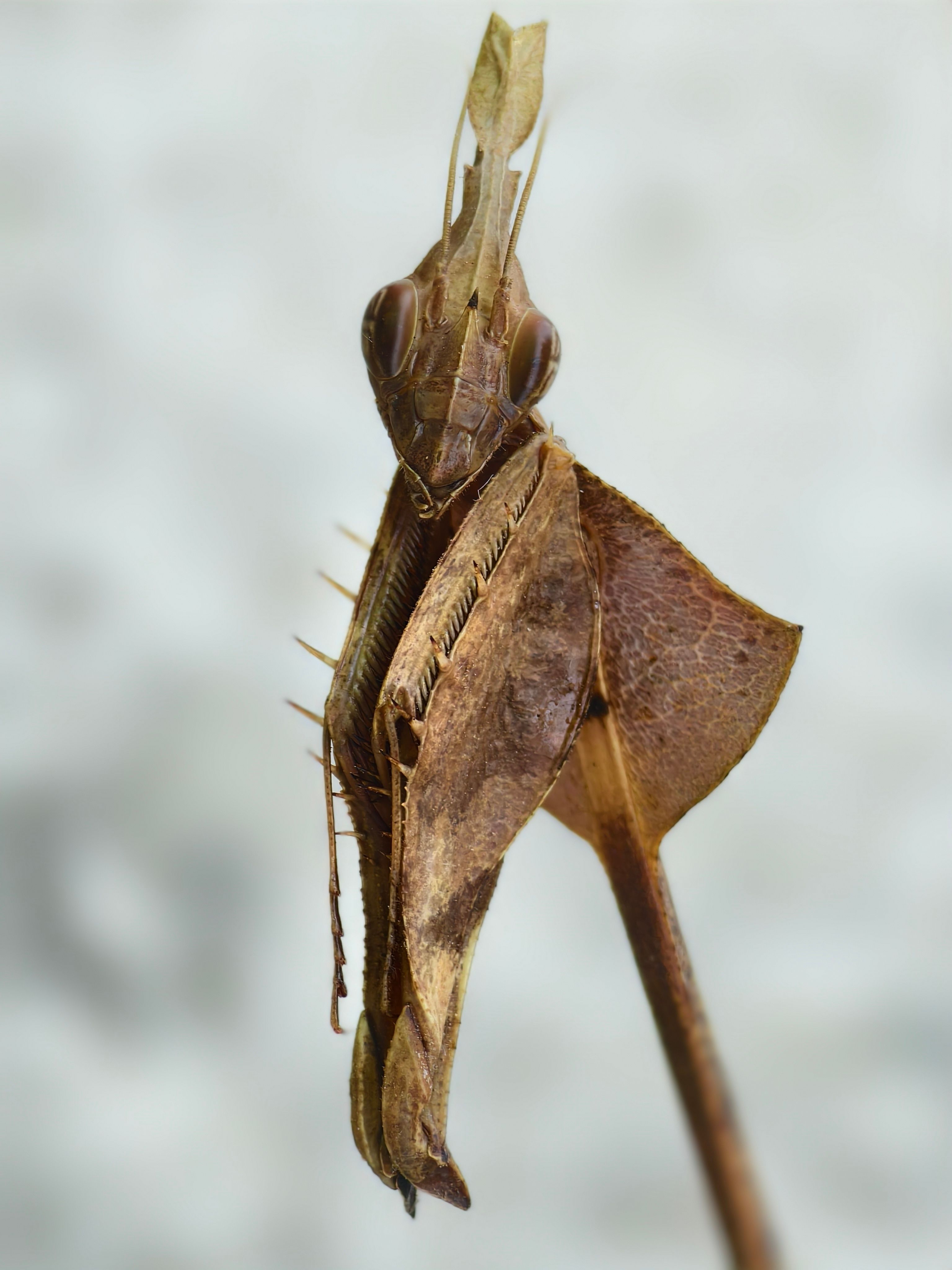 Primer Plano De Una Mantis De Hoja Muerta En Una Rama · Foto de stock ...