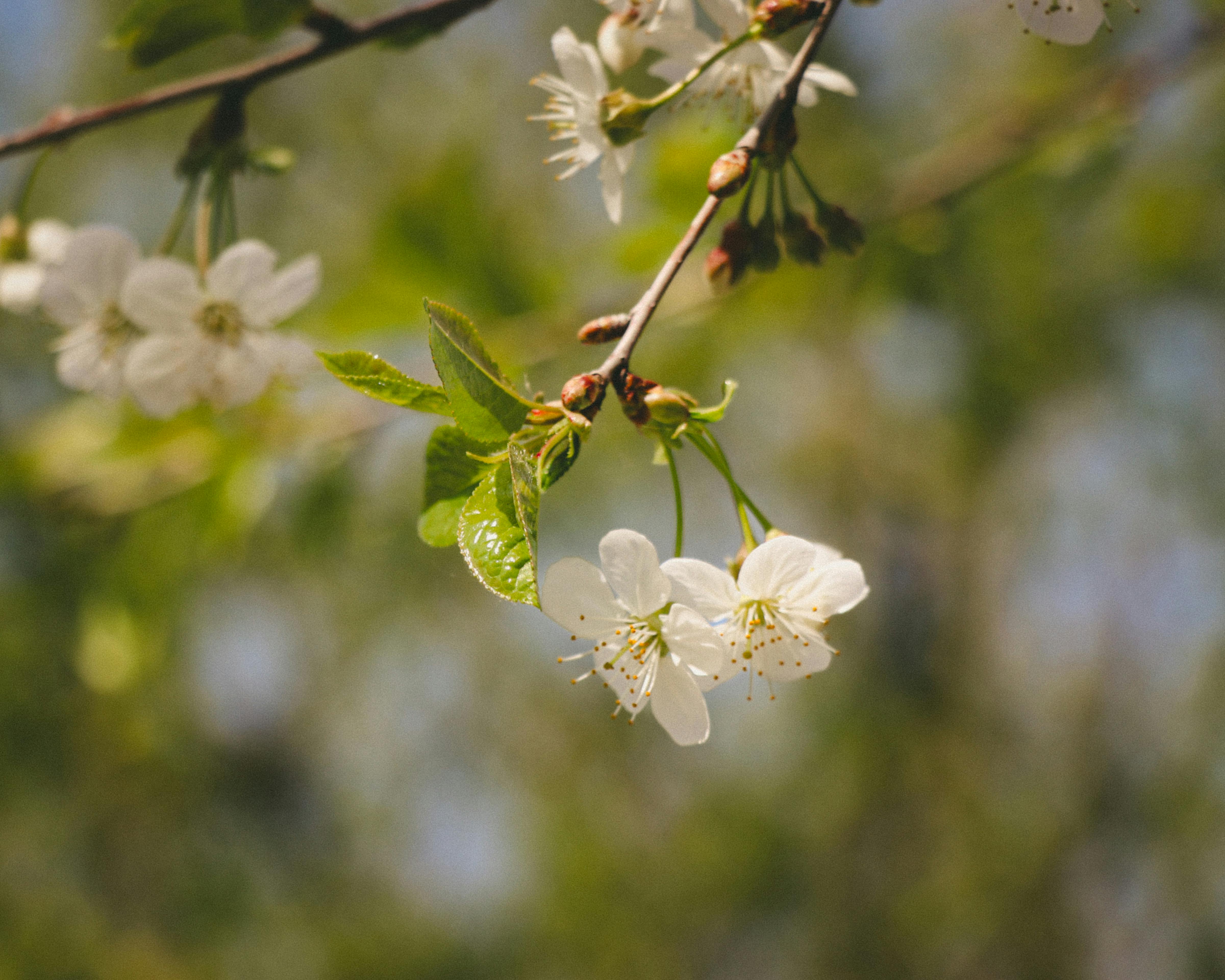 Tea Images Photos, Download The BEST Free Tea Images Stock Photos & HD ...