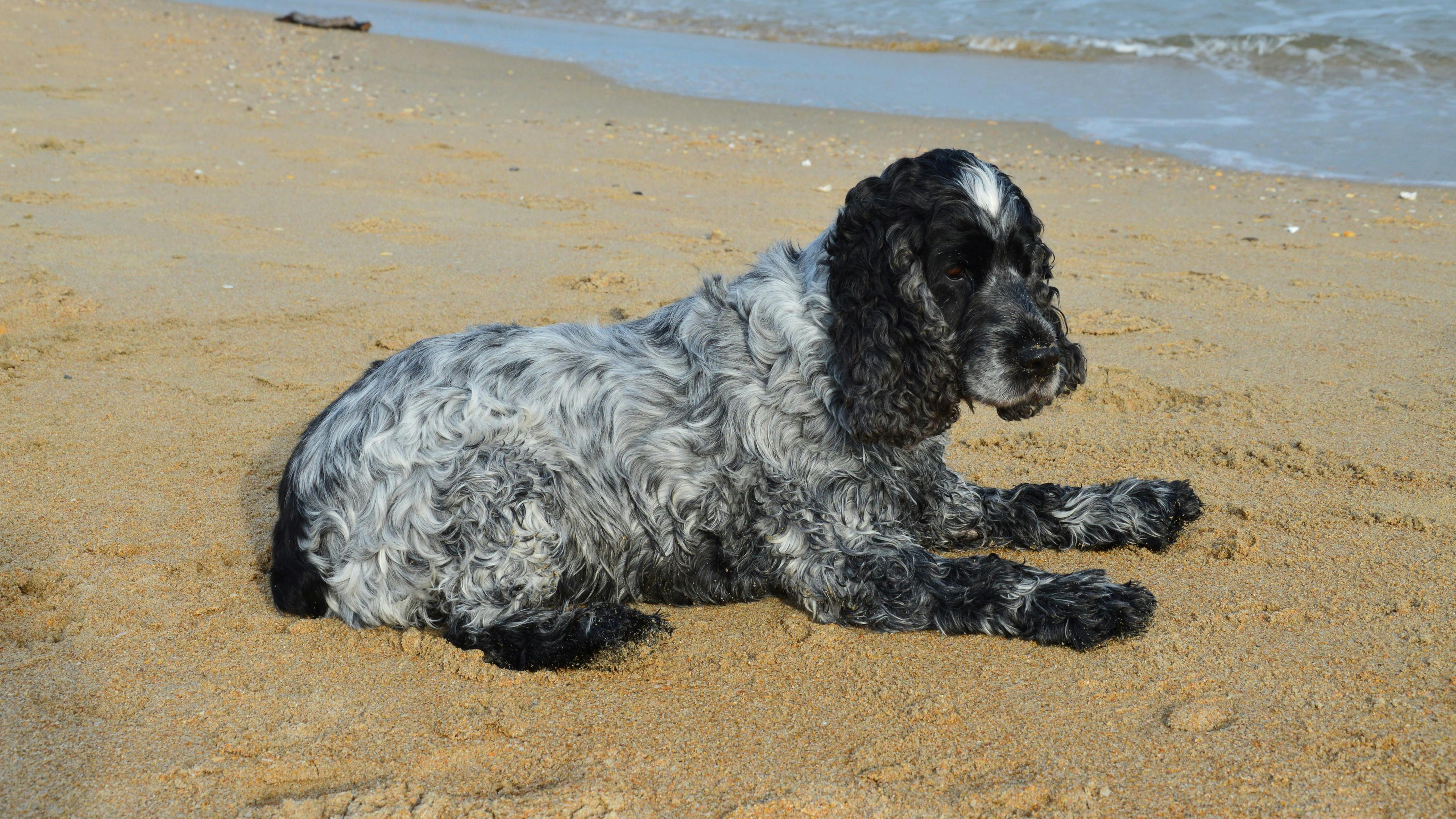 Cocker Spaniel Relaxing on a Sandy Beach · Free Stock Photo