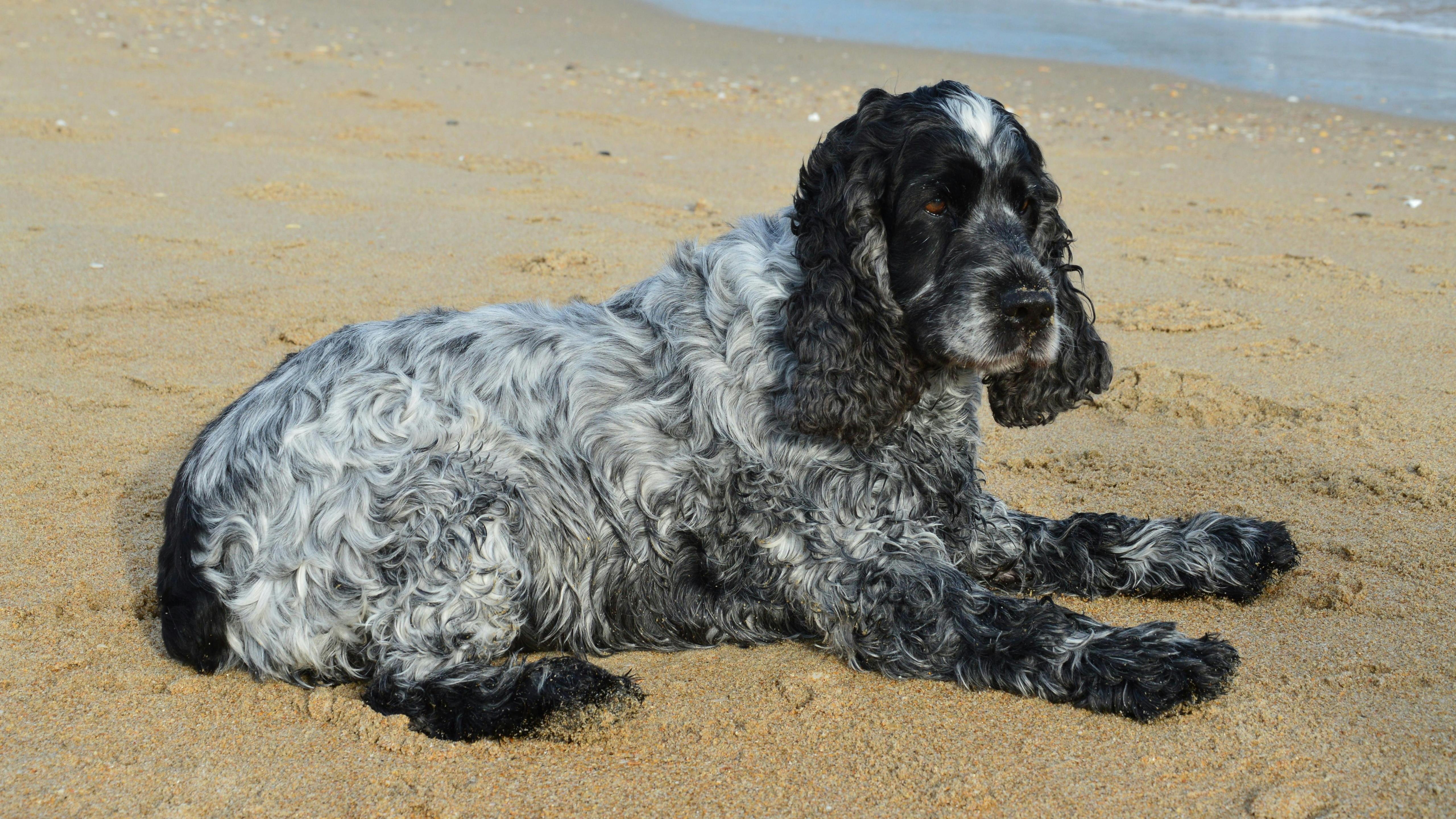 Cocker Spaniel Relaxing on a Sandy Beach · Free Stock Photo
