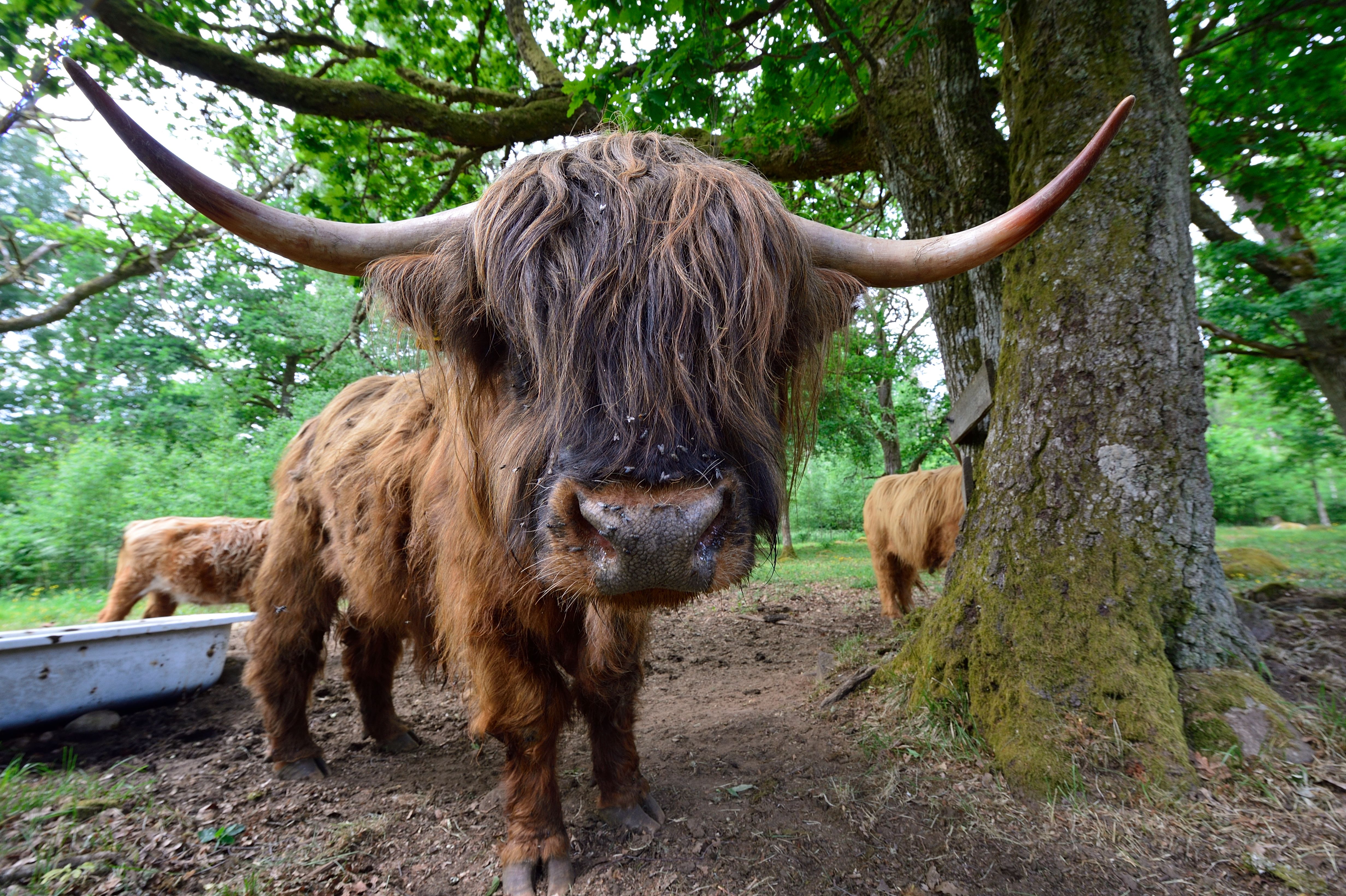 Close-up of a Highland Cow in Lush Forest Setting · Free Stock Photo