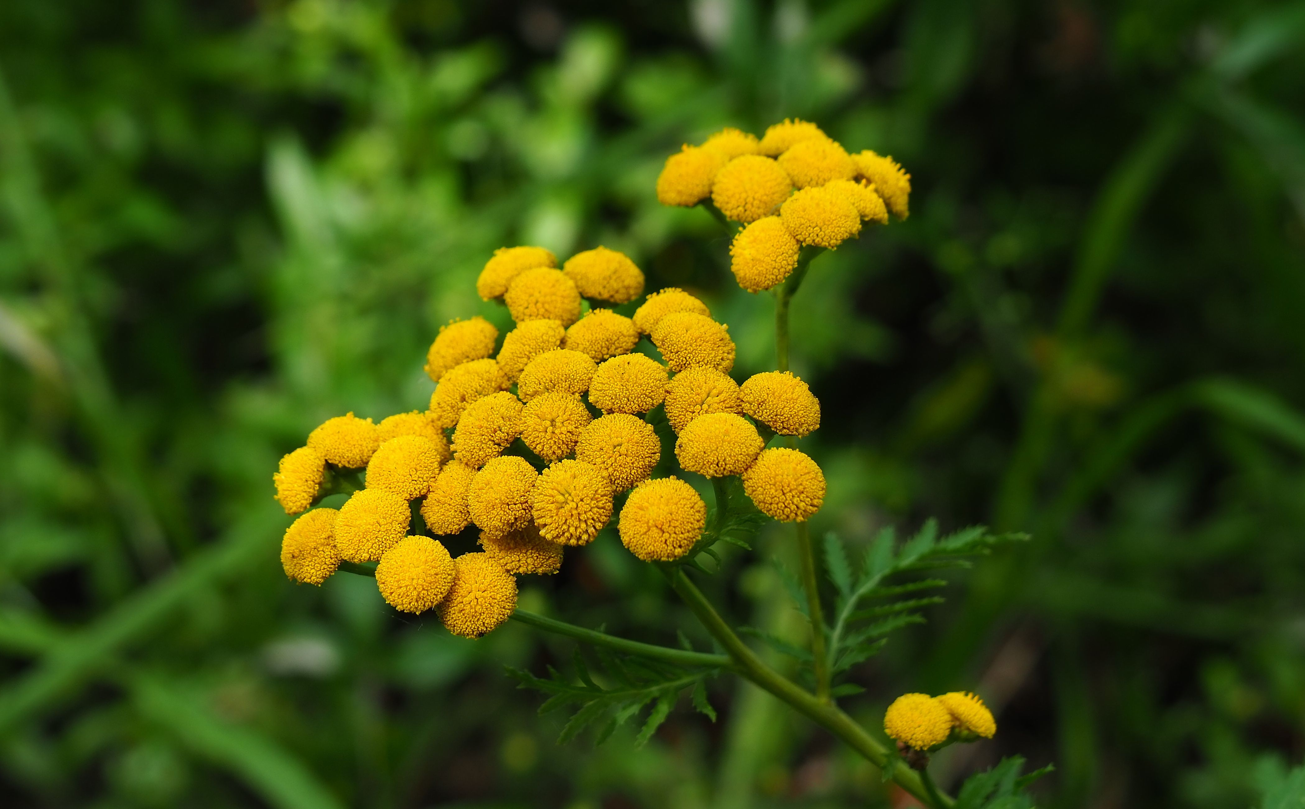 Cicely Herb Photos, Download The BEST Free Cicely Herb Stock Photos ...