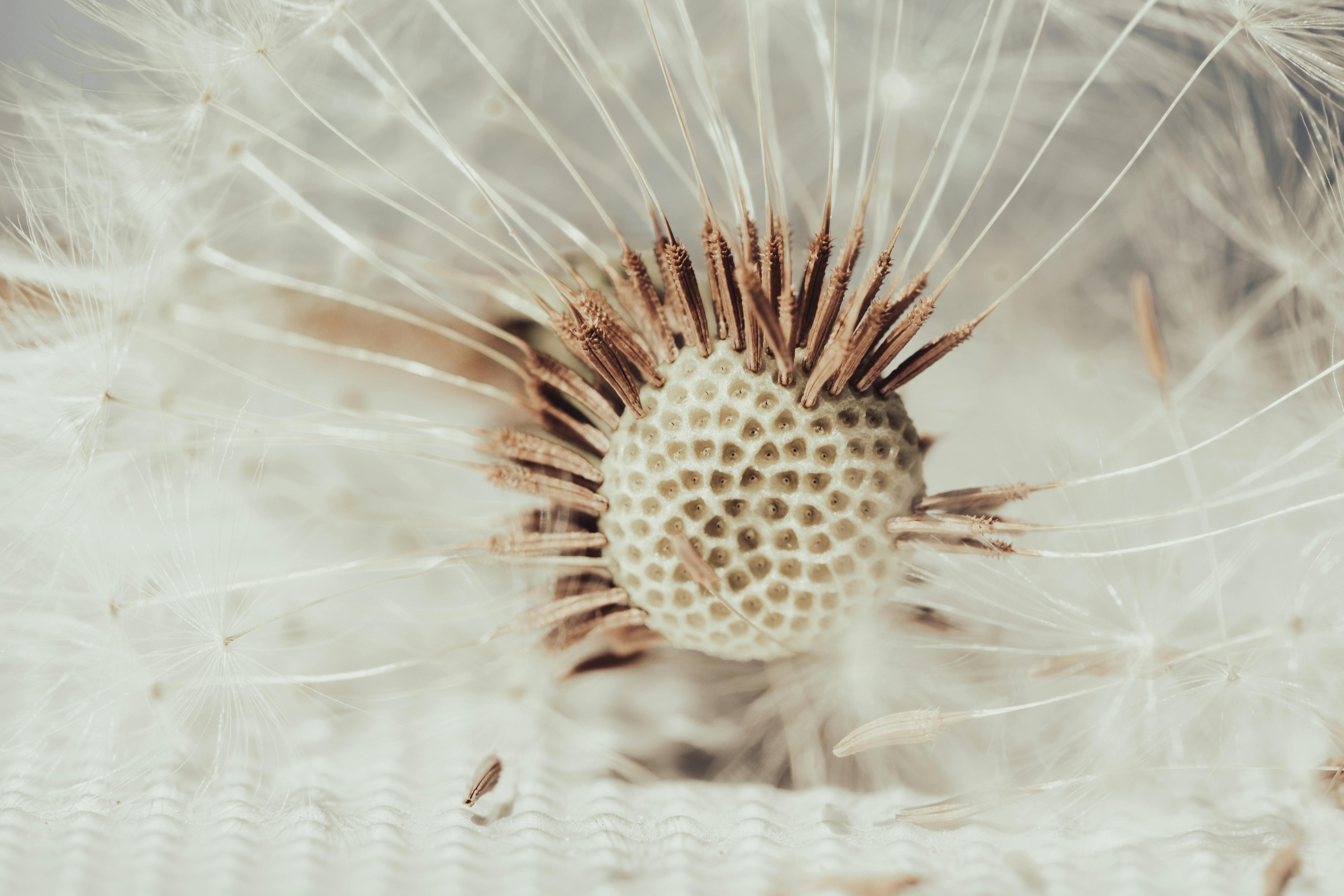 Polluted Seed Photos, Download The BEST Free Polluted Seed Stock Photos ...